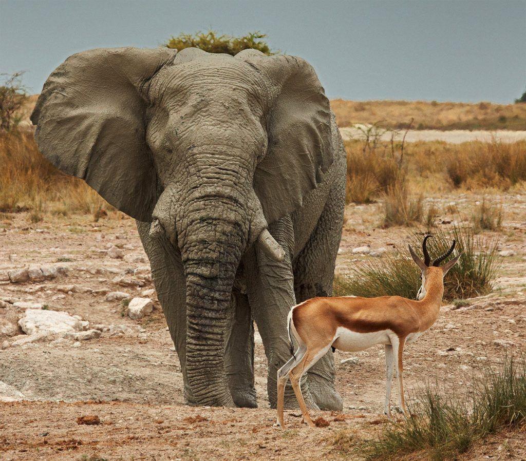 Springbok Wallpapers - Wallpaper Cave