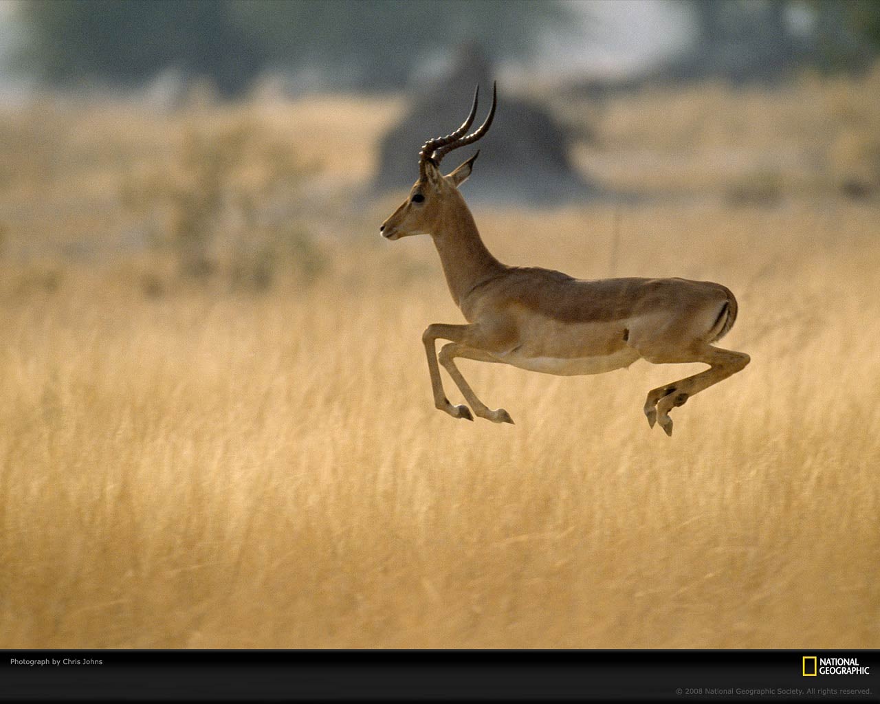 Springbok Wallpapers - Wallpaper Cave