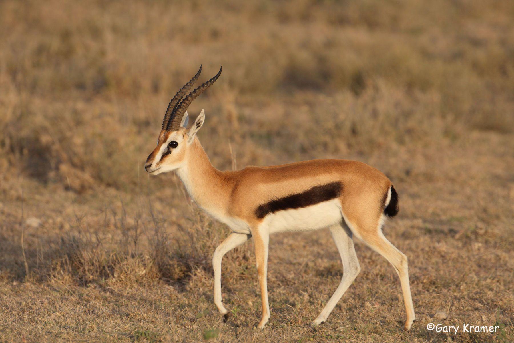 Springbok Wallpapers - Wallpaper Cave