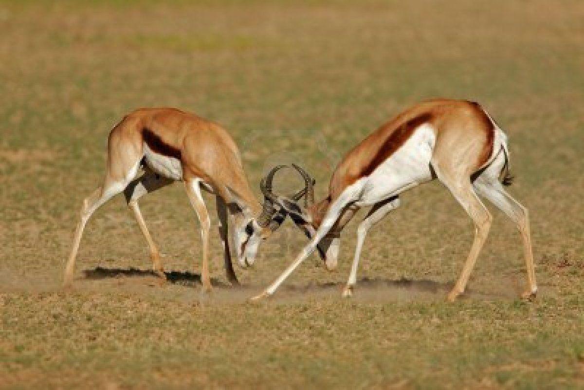 Springbok Wallpapers - Wallpaper Cave