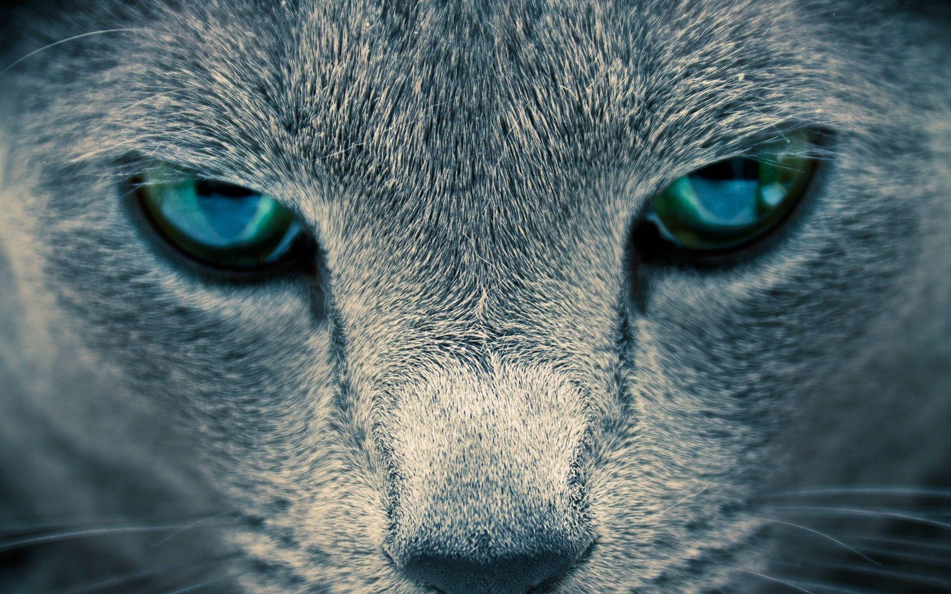 Cat Eyes Wallpapers - Wallpaper Cave