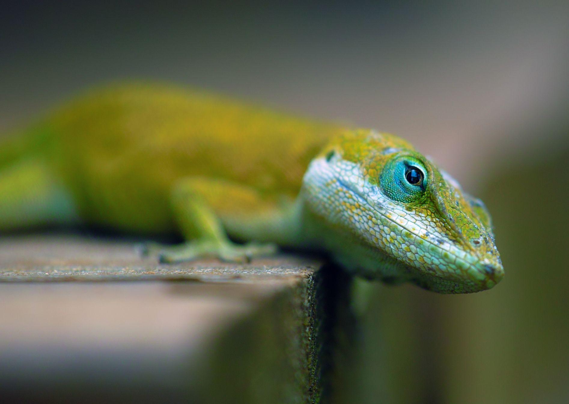 Reptile Wallpapers HD - Wallpaper Cave