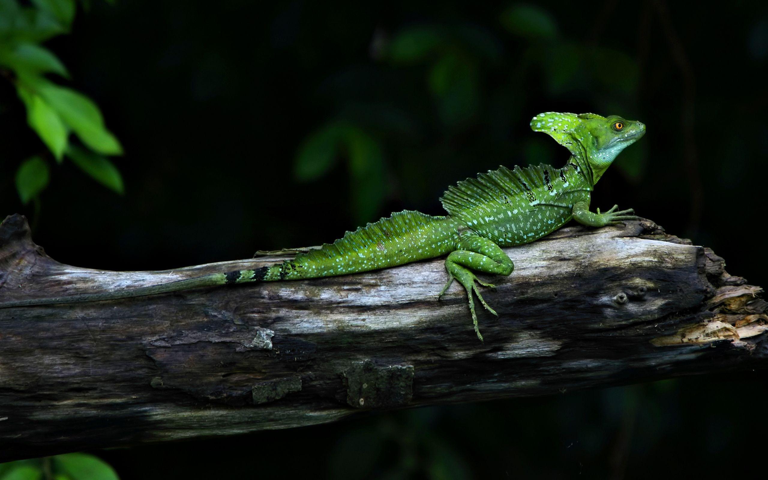 Reptile Wallpapers HD - Wallpaper Cave