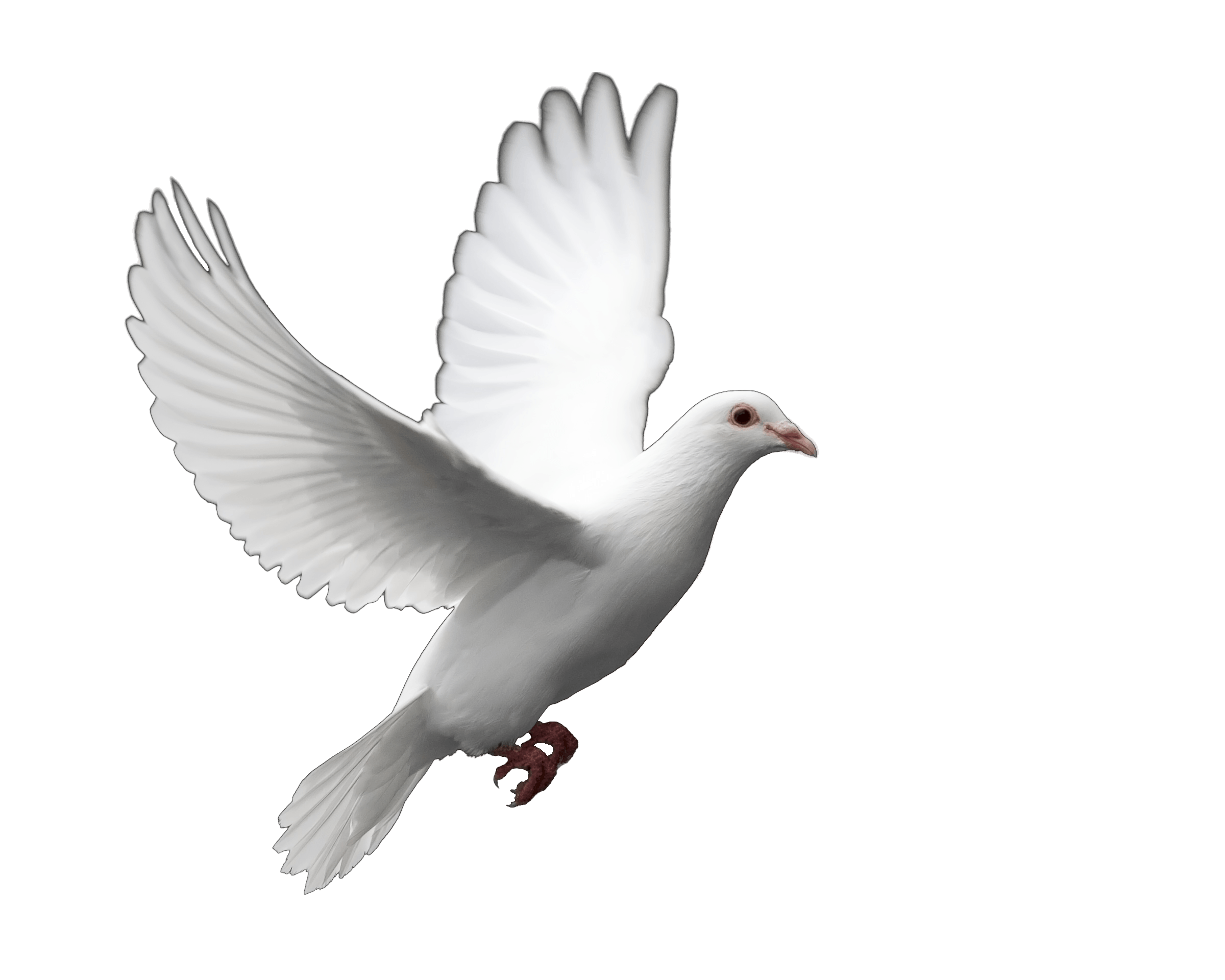 Dove Background Images - Wallpaper Cave