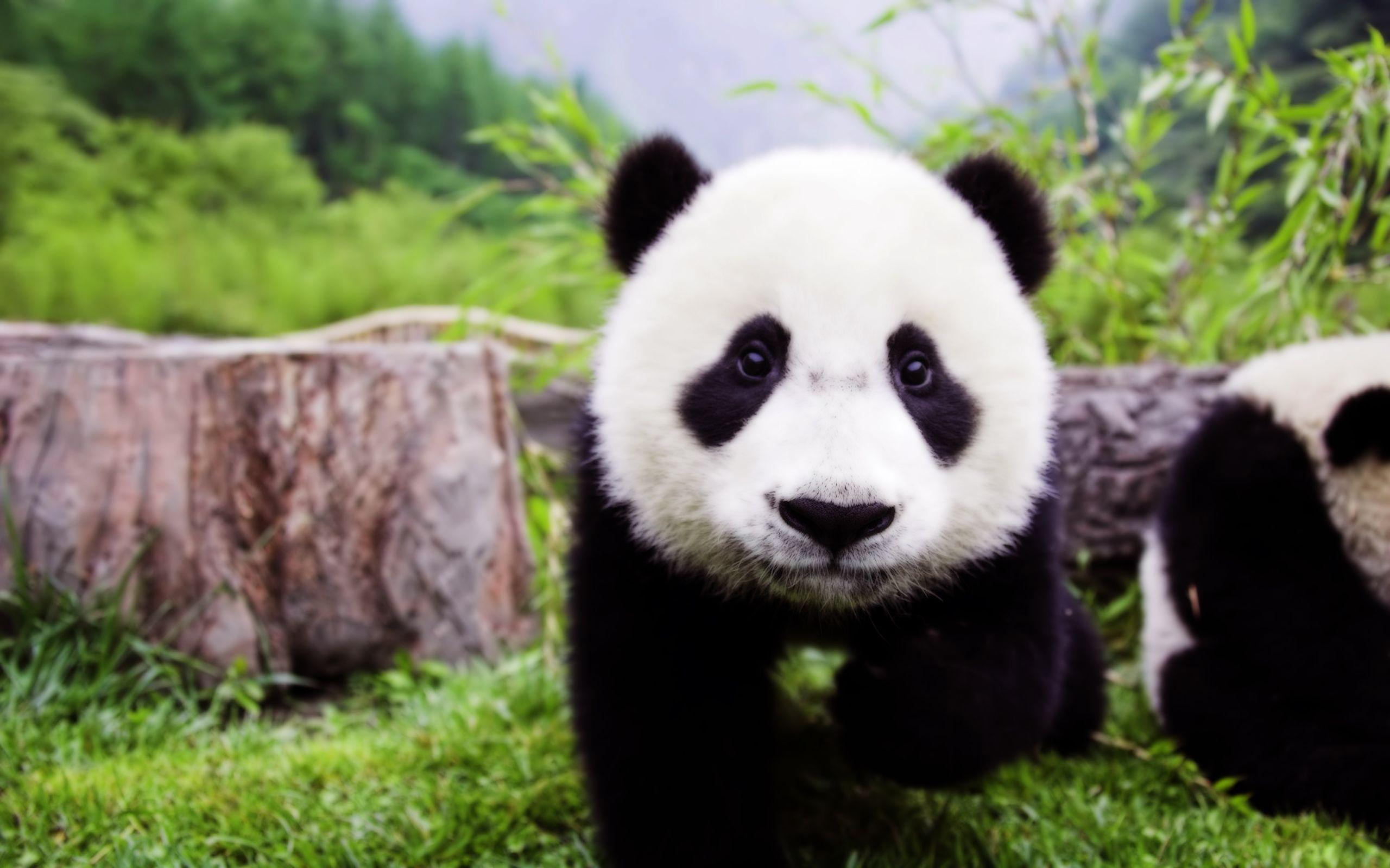 Christian Panda Wallpapers - Wallpaper Cave