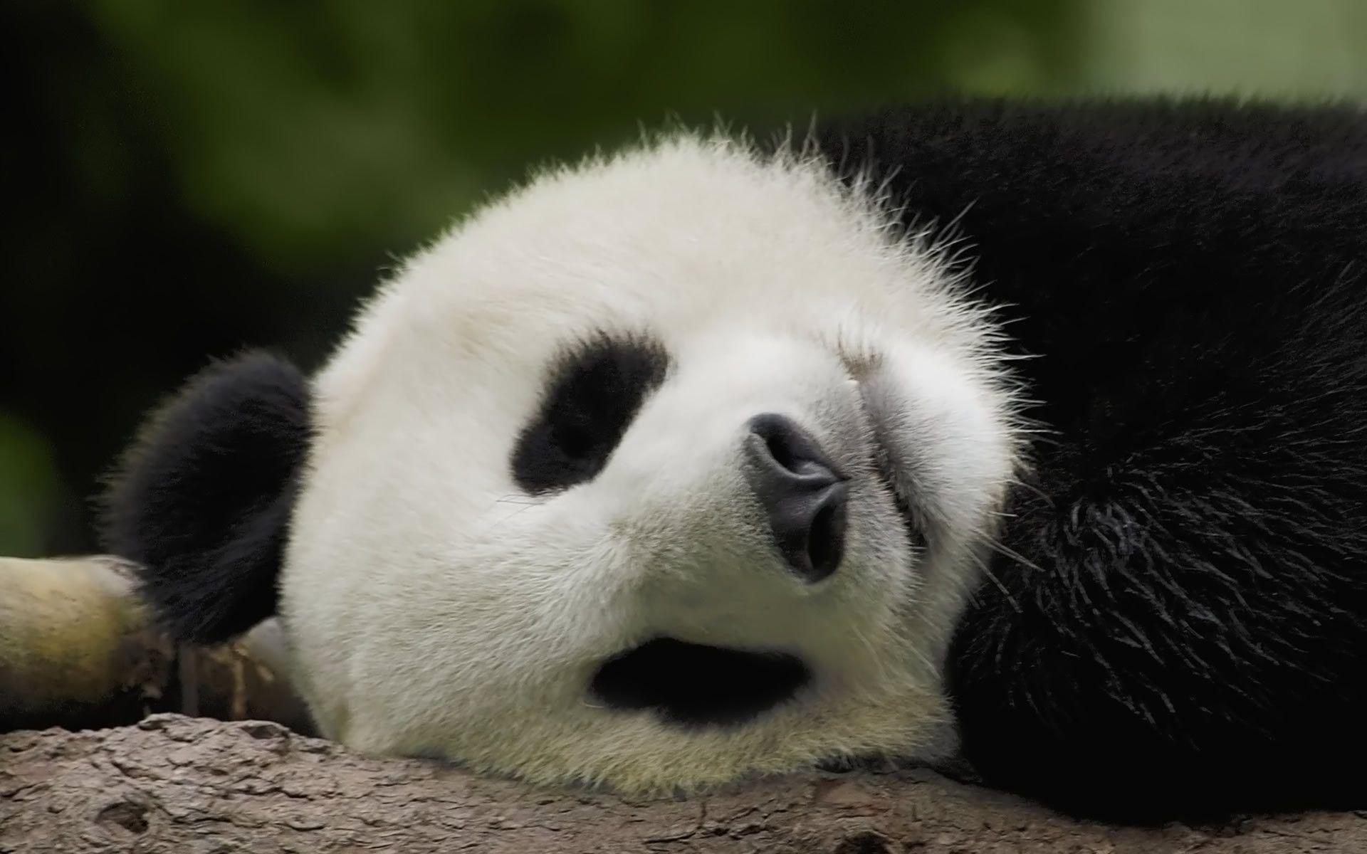 Christian Panda Wallpapers - Wallpaper Cave