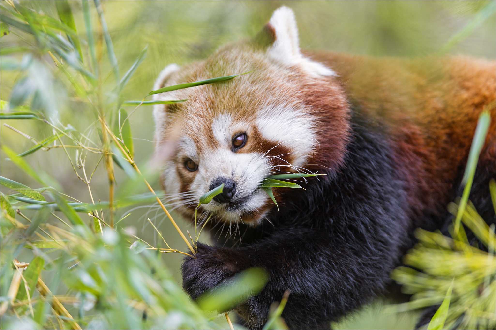 Christian Panda Wallpapers - Wallpaper Cave