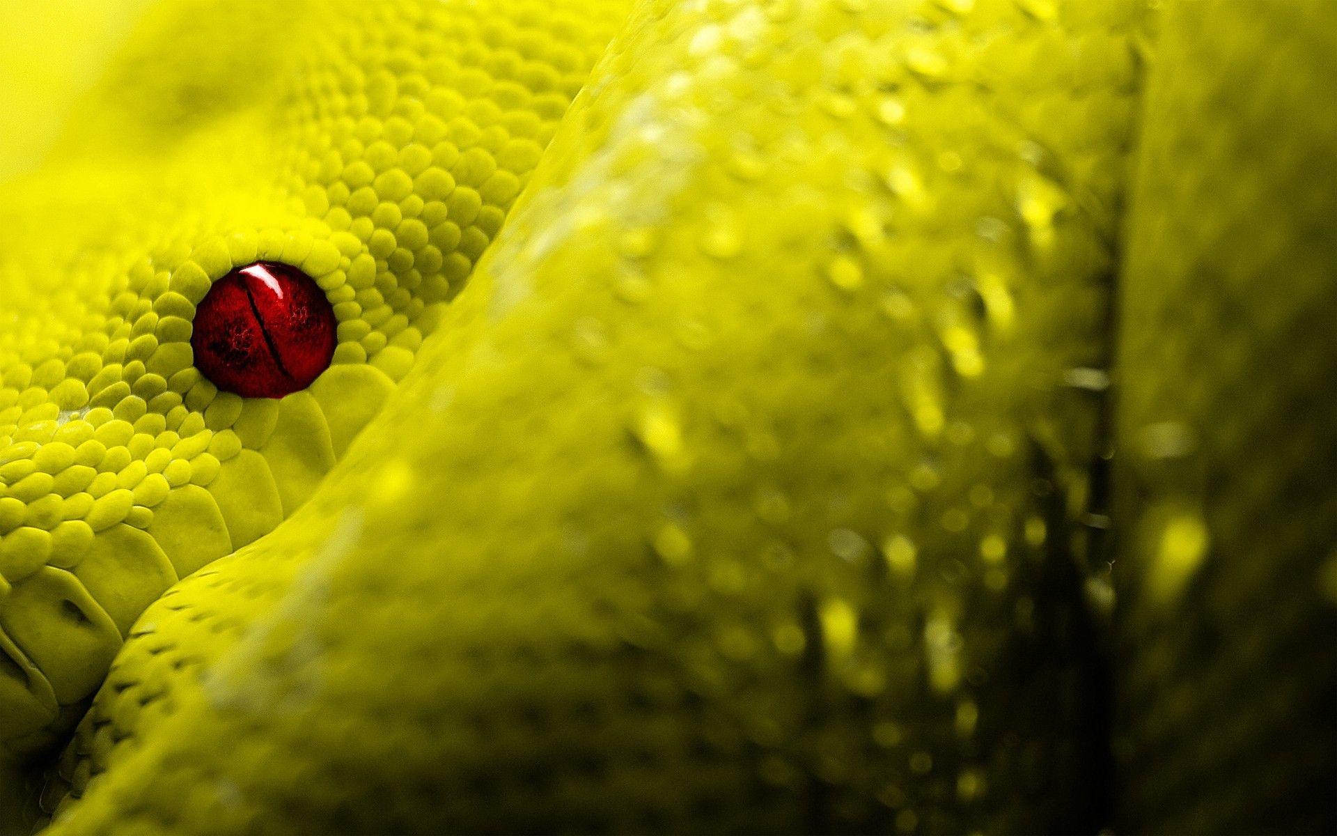 Reptile Eye Wallpapers - Wallpaper Cave