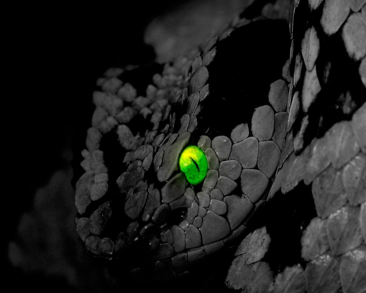 Reptile Eye Wallpapers - Wallpaper Cave