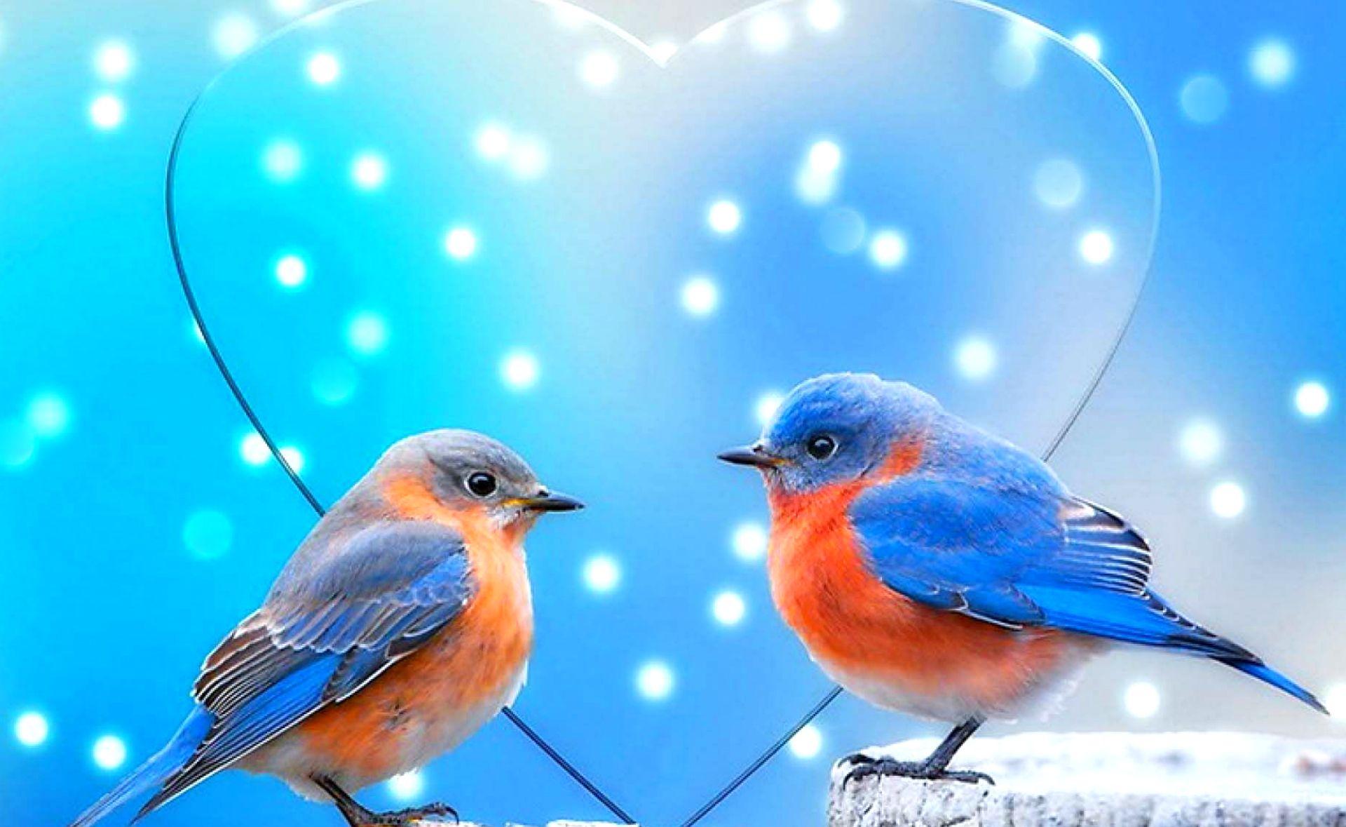 Love Birds HD Wallpapers - Wallpaper Cave