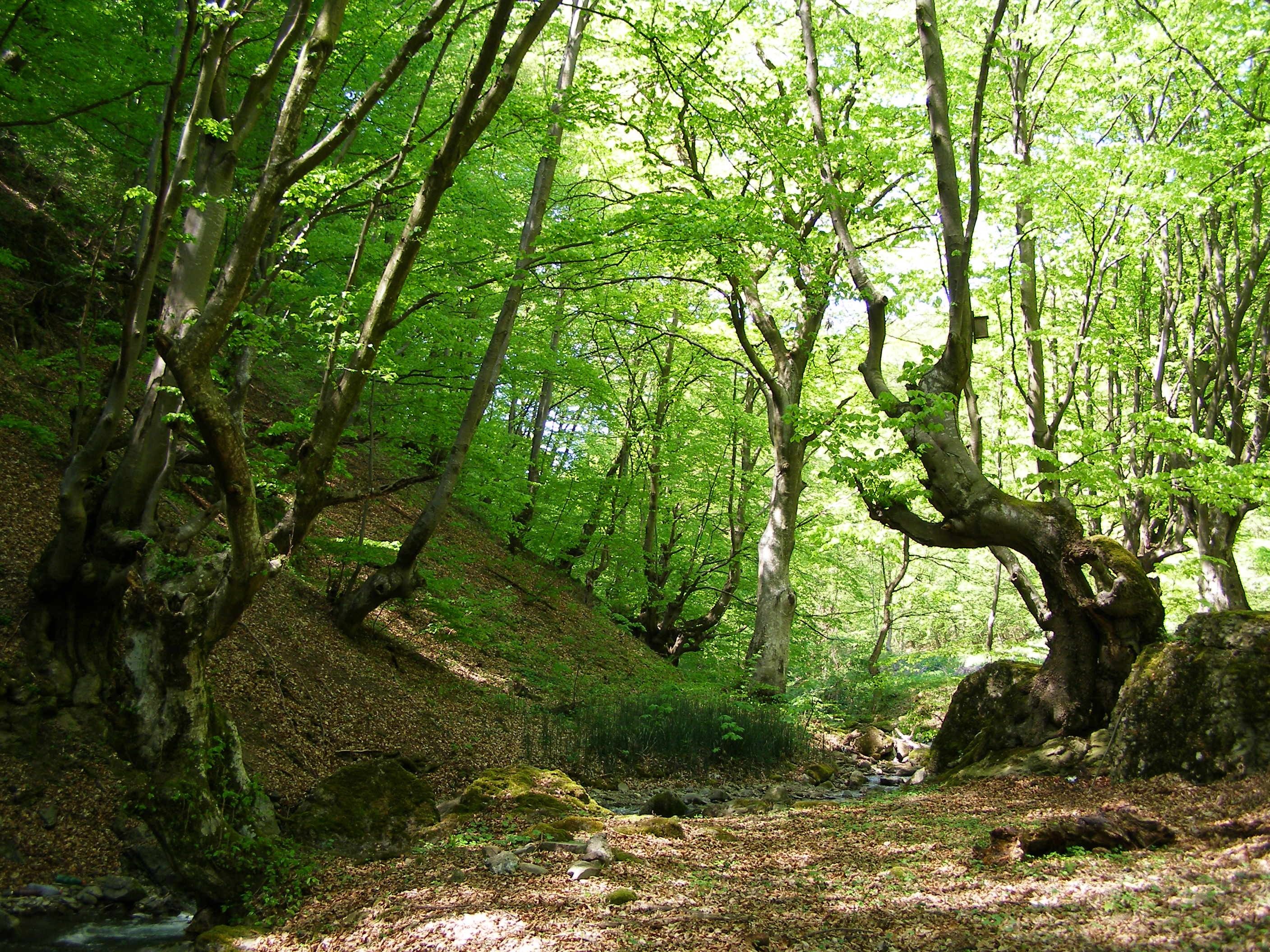 Floresta Wallpapers - Wallpaper Cave