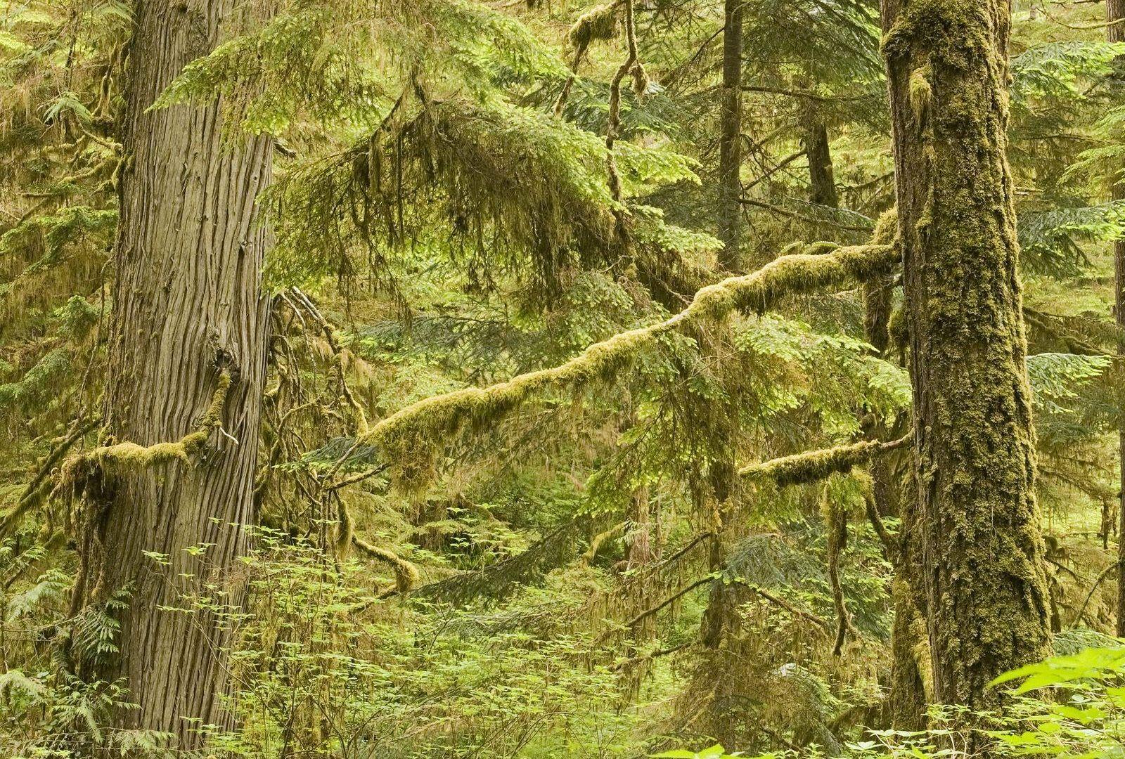 Floresta Wallpapers - Wallpaper Cave