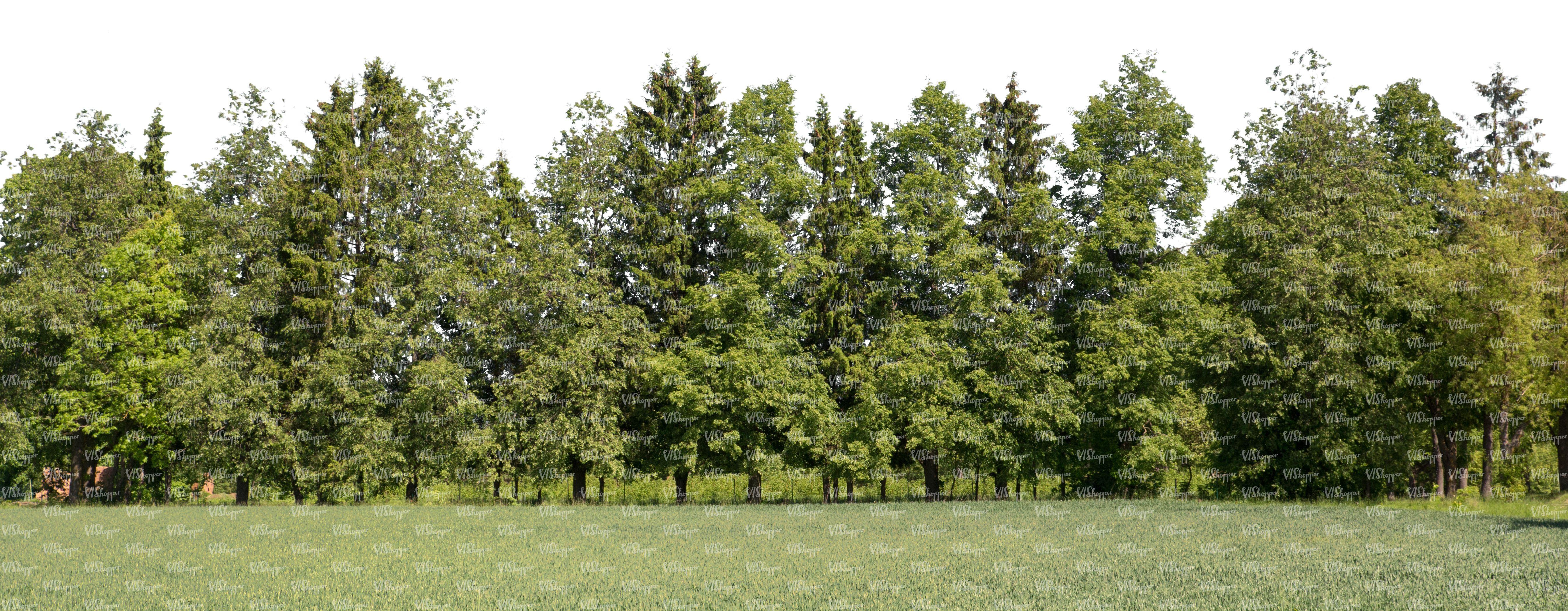 Trees Backgrounds - Wallpaper Cave