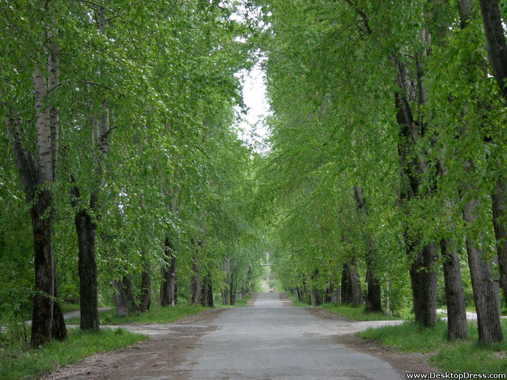 Trees Backgrounds - Wallpaper Cave