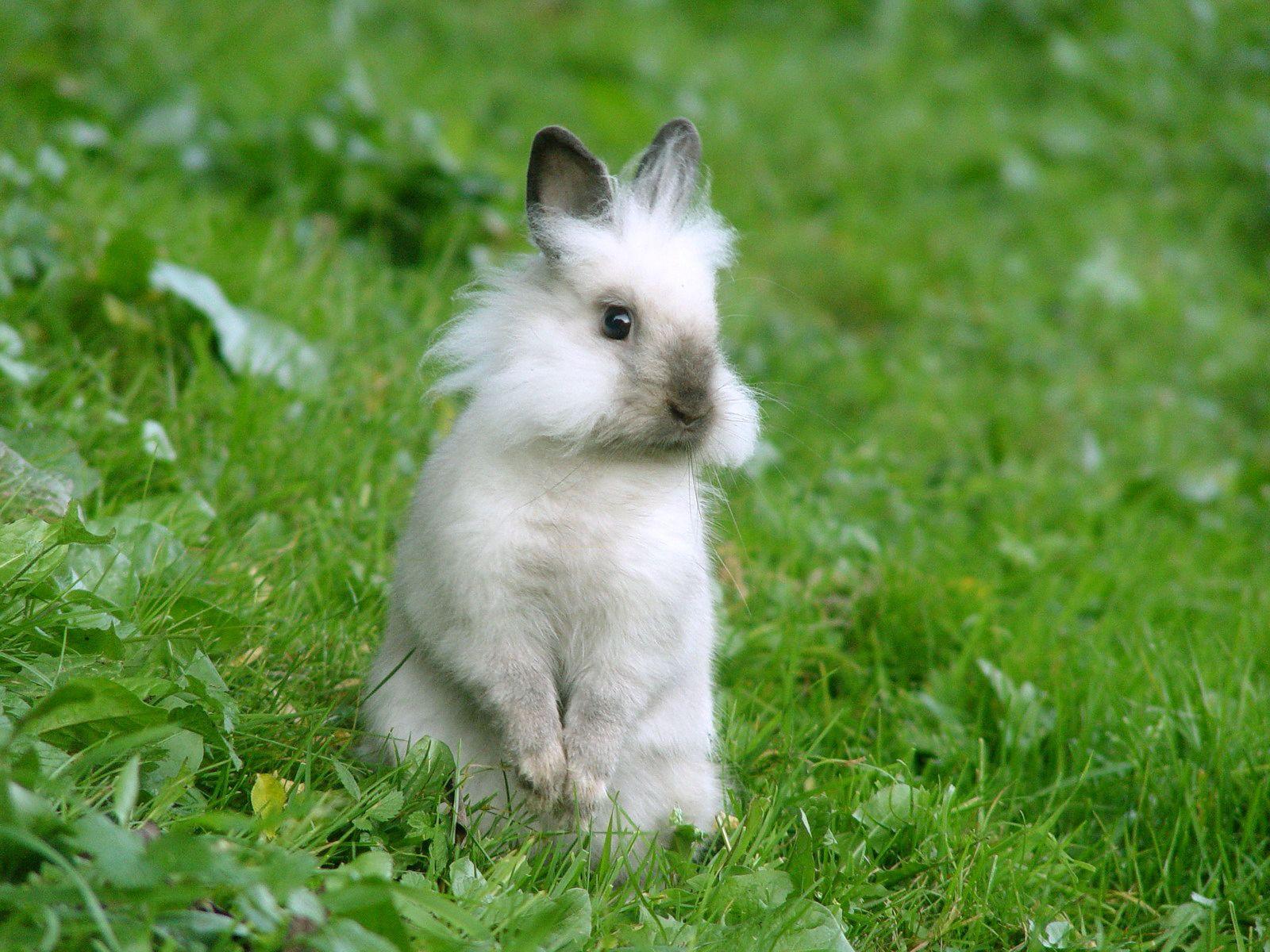 Cute White Baby Rabbits Wallpapers - Wallpaper Cave