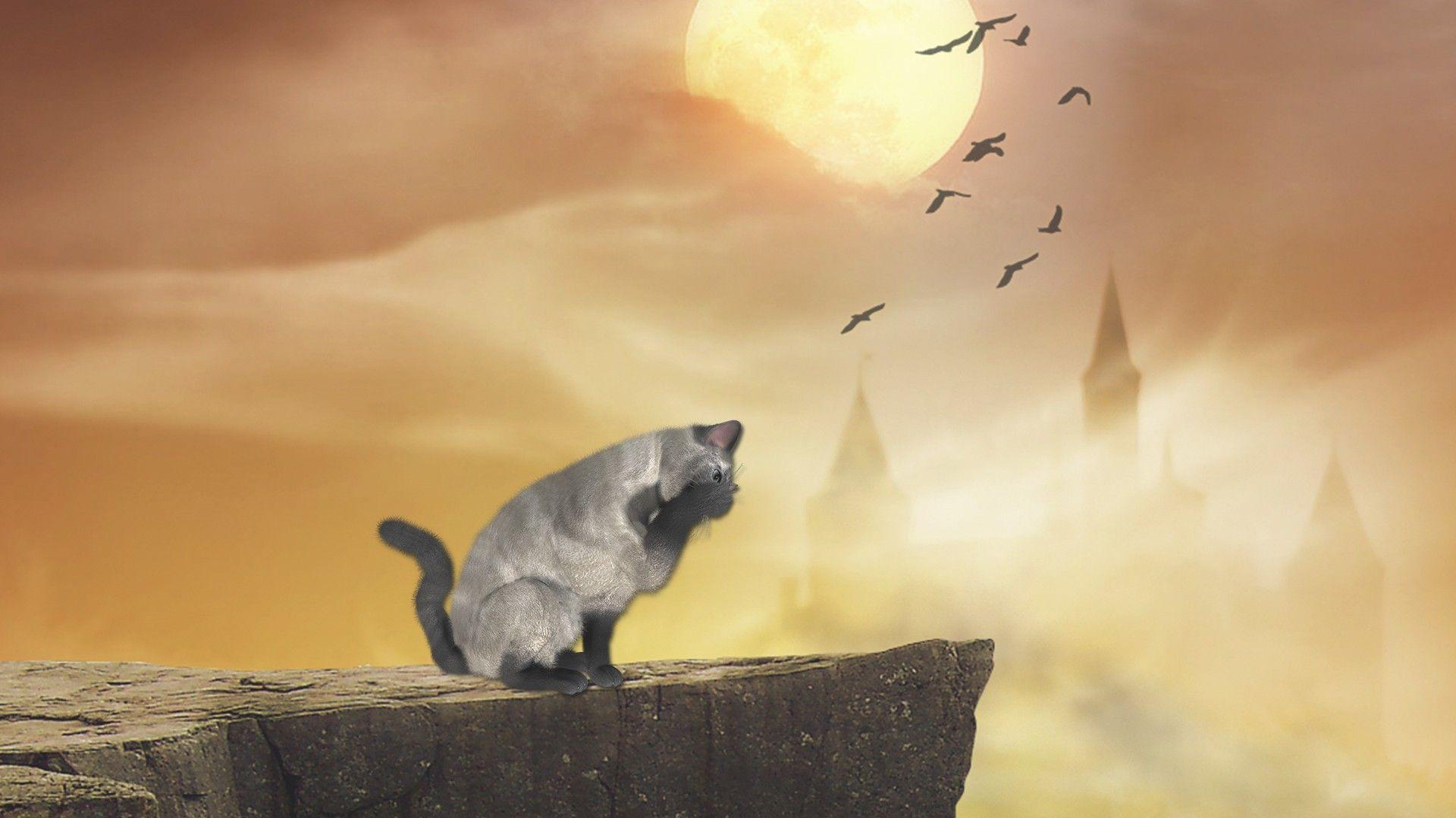 Cat Backgrounds - Wallpaper Cave