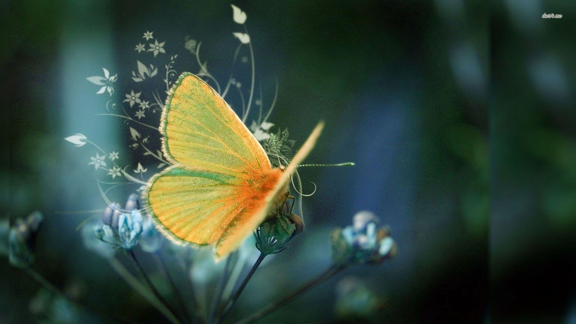 Beautiful Butterfly Wallpapers Desktop - Wallpaper Cave