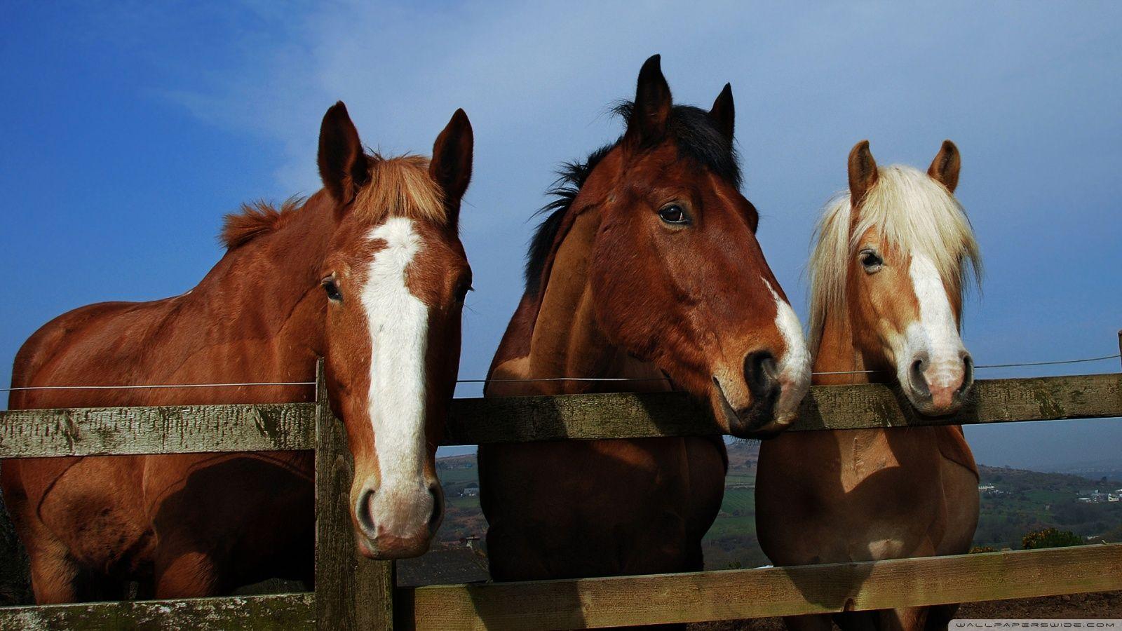 Horse Riding Wallpapers Free - Wallpaper Cave