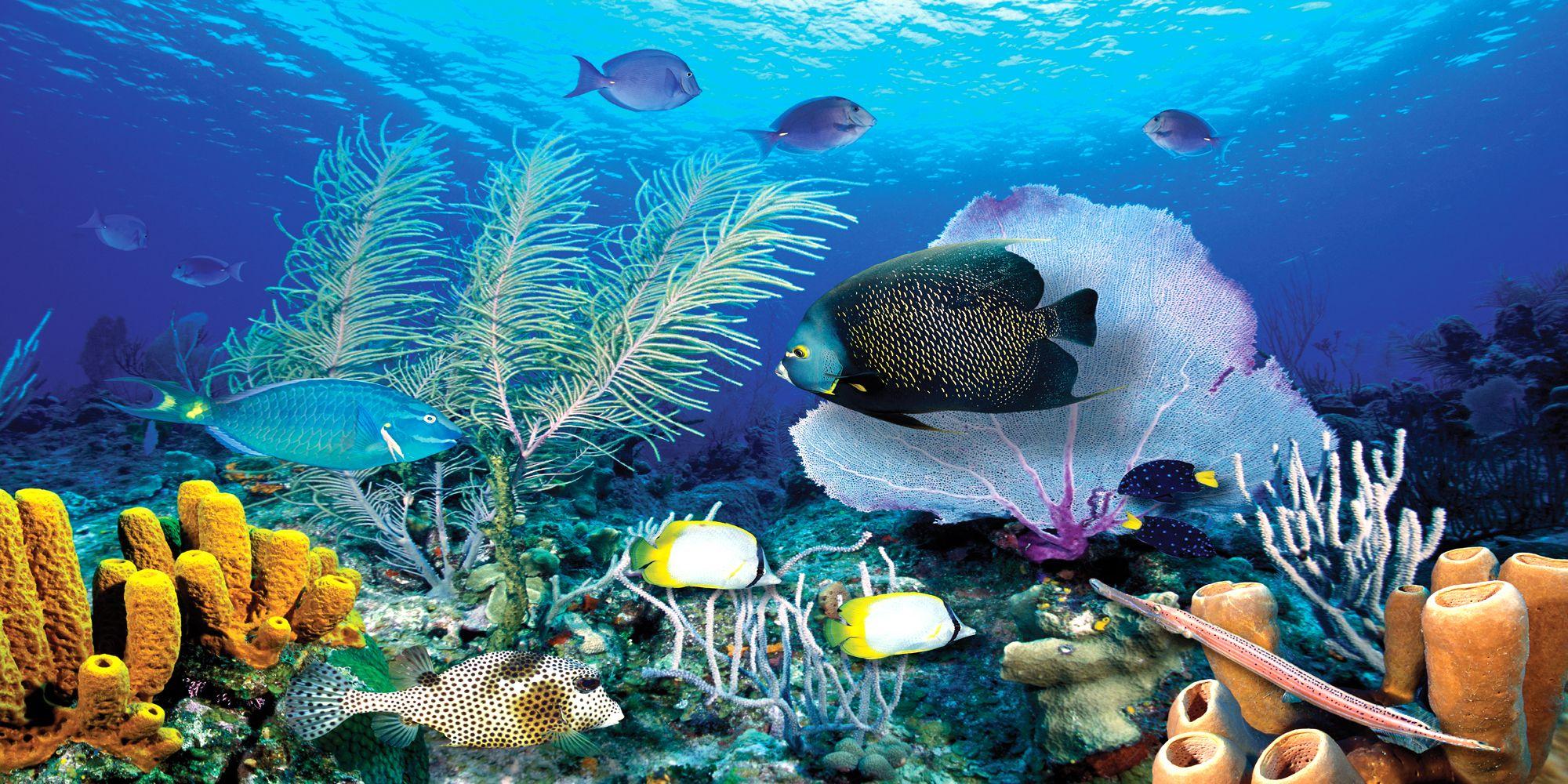 Ocean Reef Wallpapers - Wallpaper Cave