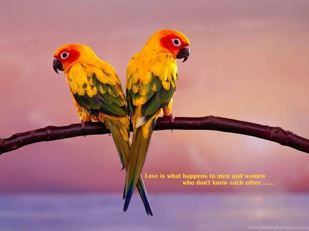 Love Birds Wallpapers For Desktop - Wallpaper Cave