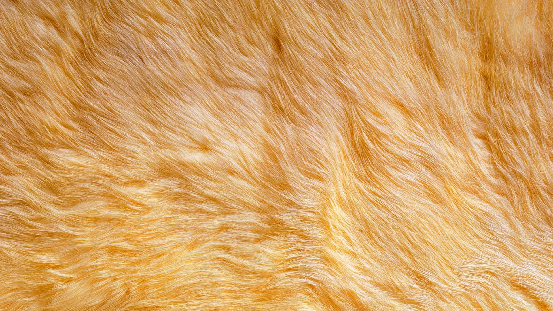 Desktop Wallpapers Fur - Wallpaper Cave
