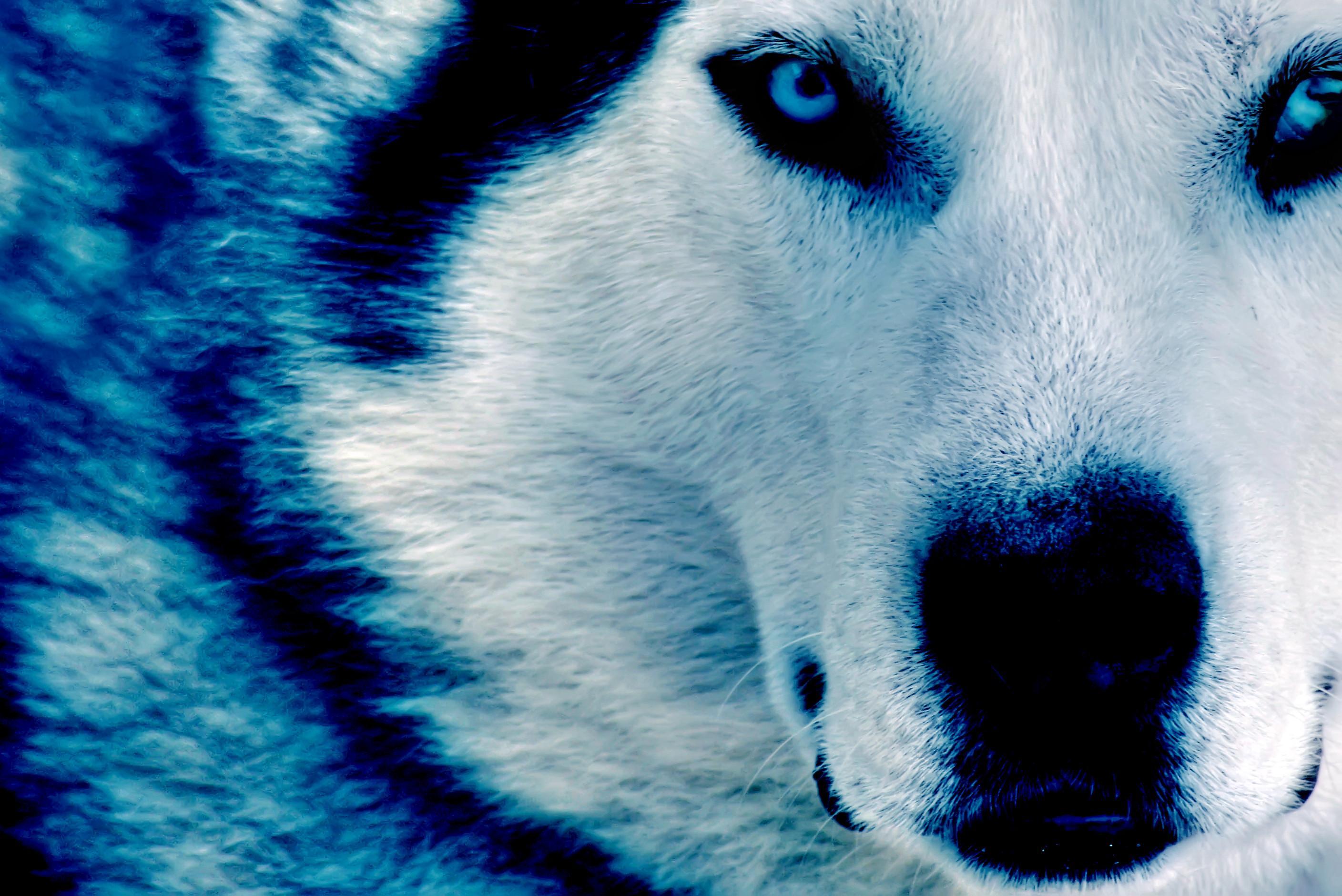 Wolf Wallpapers Blue - Wallpaper Cave