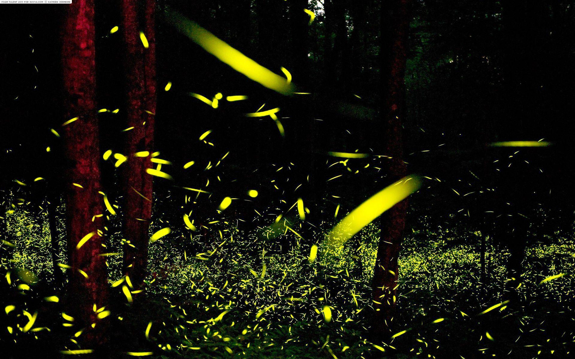 Firefly HD Wallpapers - Wallpaper Cave