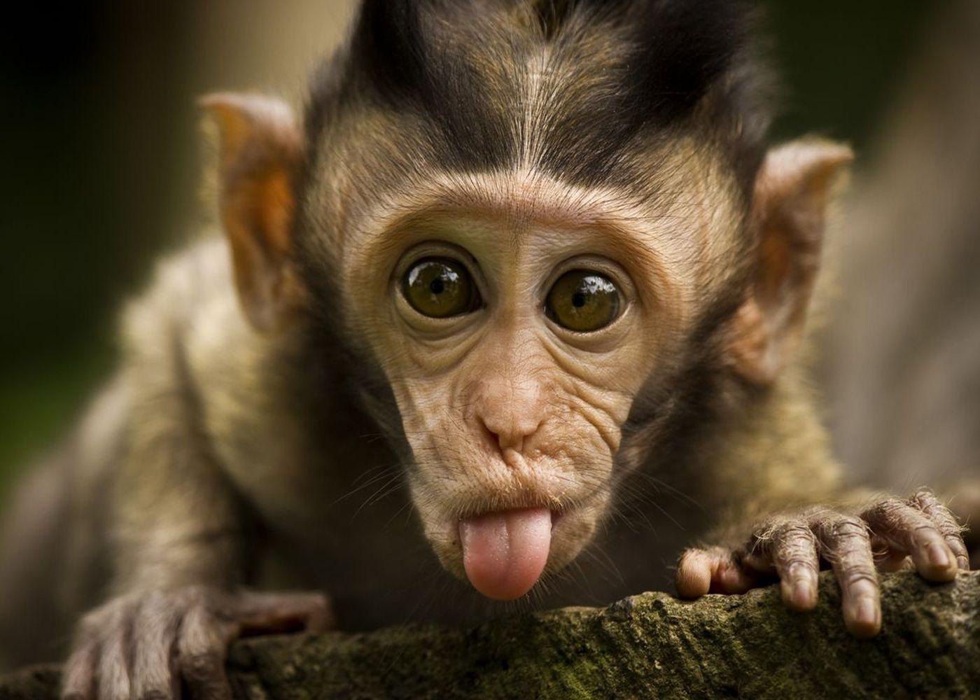 Monkey HD Wallpapers - Wallpaper Cave