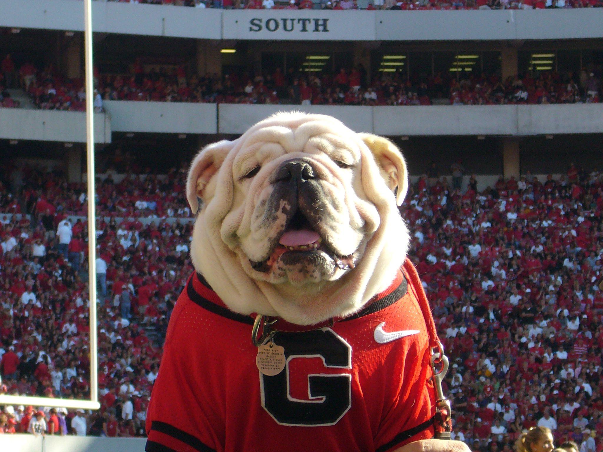 Free Uga Wallpapers - Wallpaper Cave