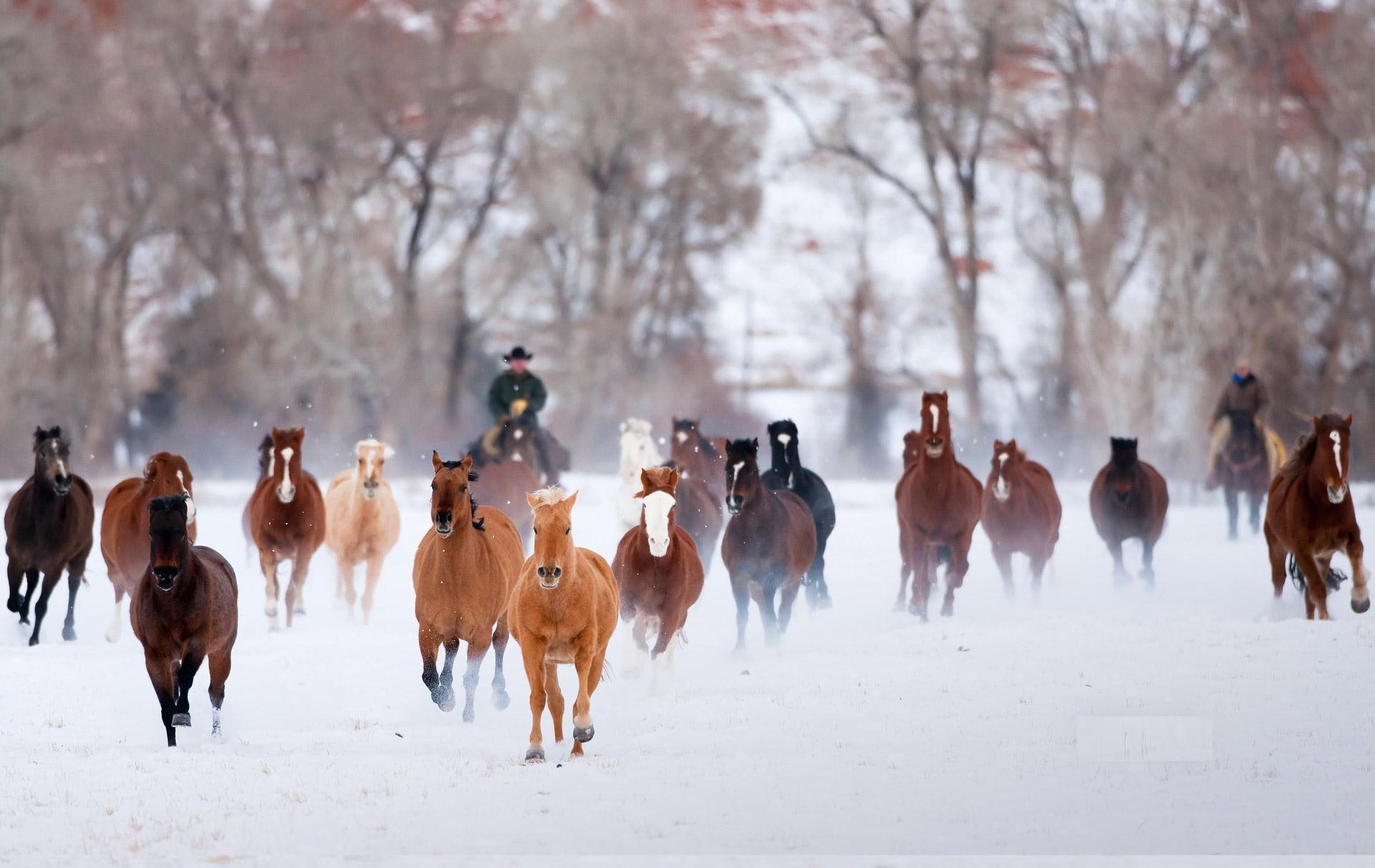 Running Horses Wallpapers - Wallpaper Cave