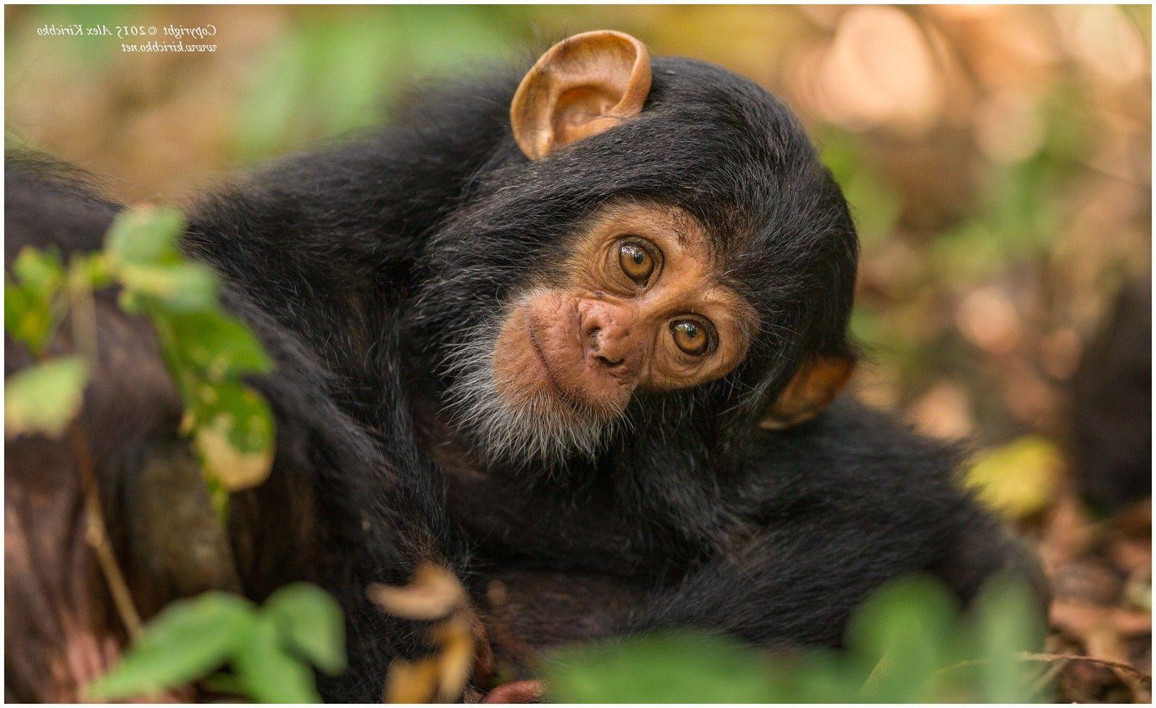 Monkeys Wallpapers - Wallpaper Cave