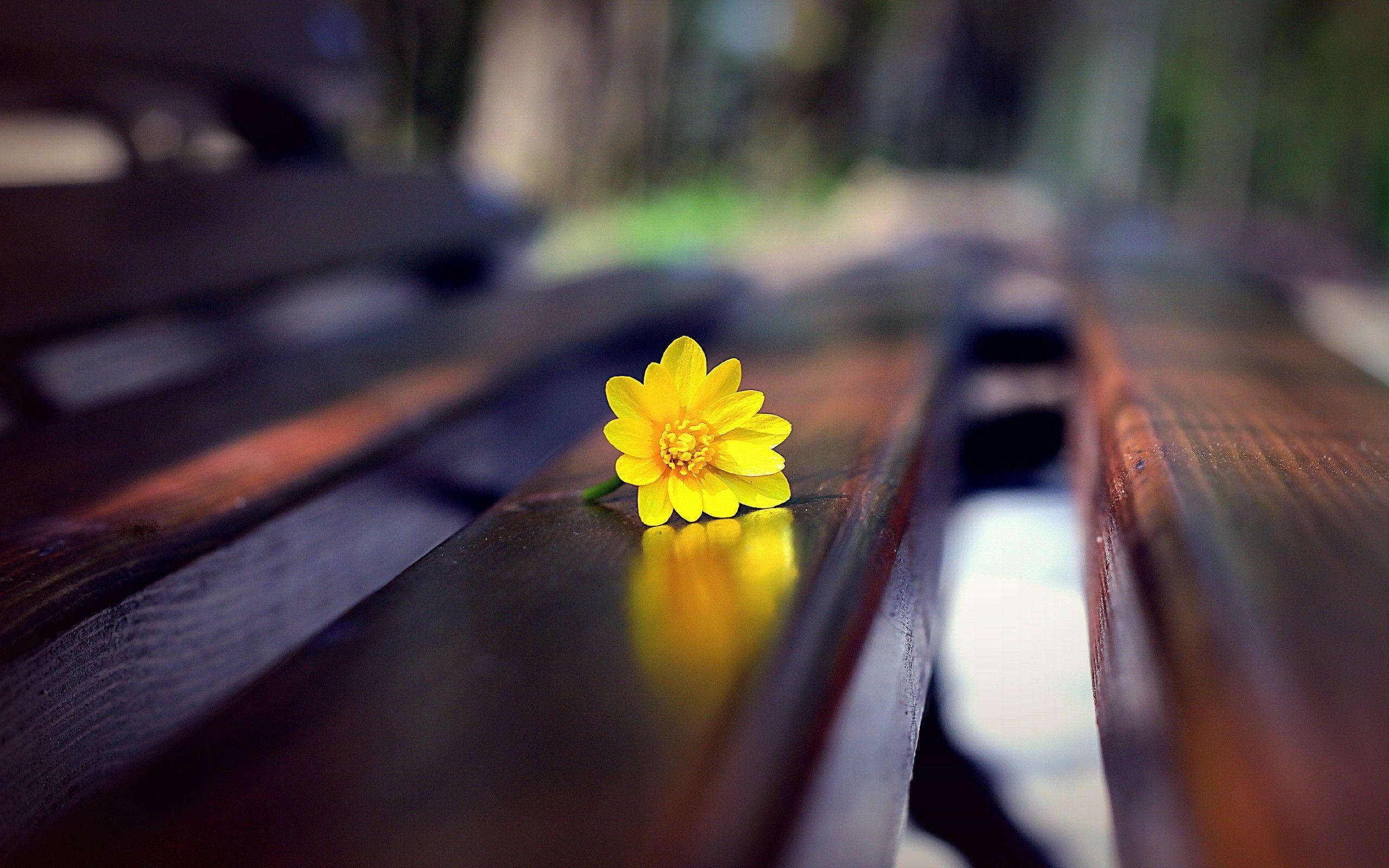 Cute Bench Wallpapers - Wallpaper Cave