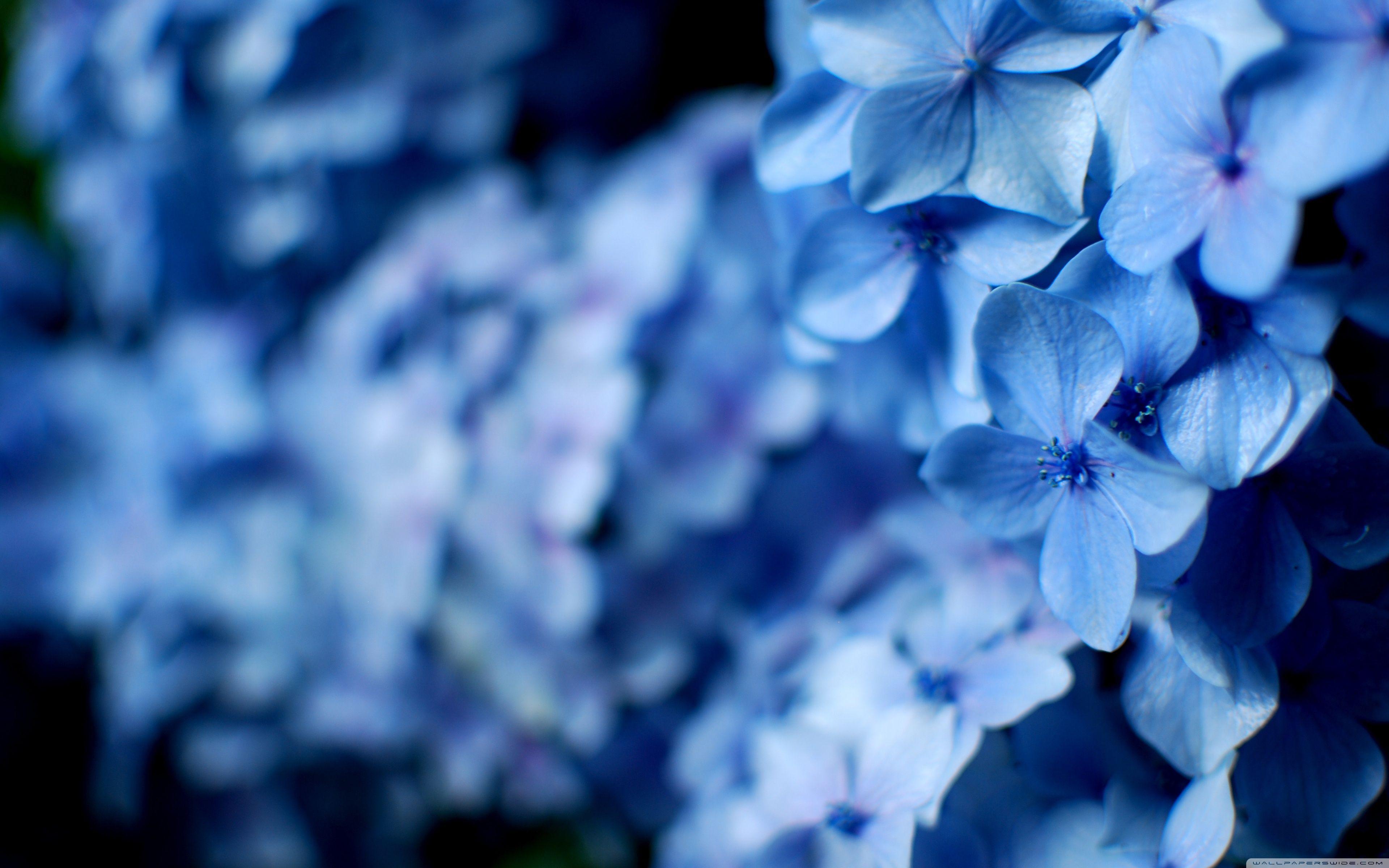 Hydrangea Wallpapers - Wallpaper Cave