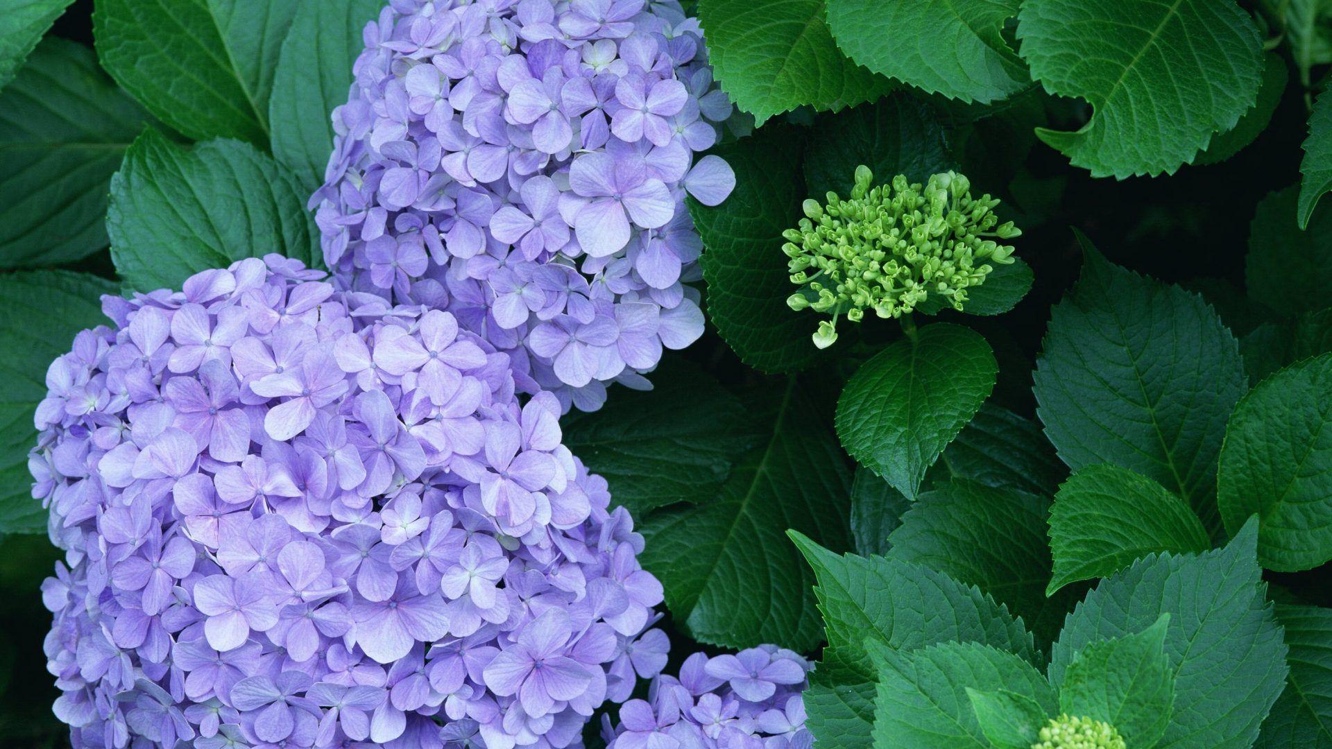 Hydrangea Wallpapers - Wallpaper Cave