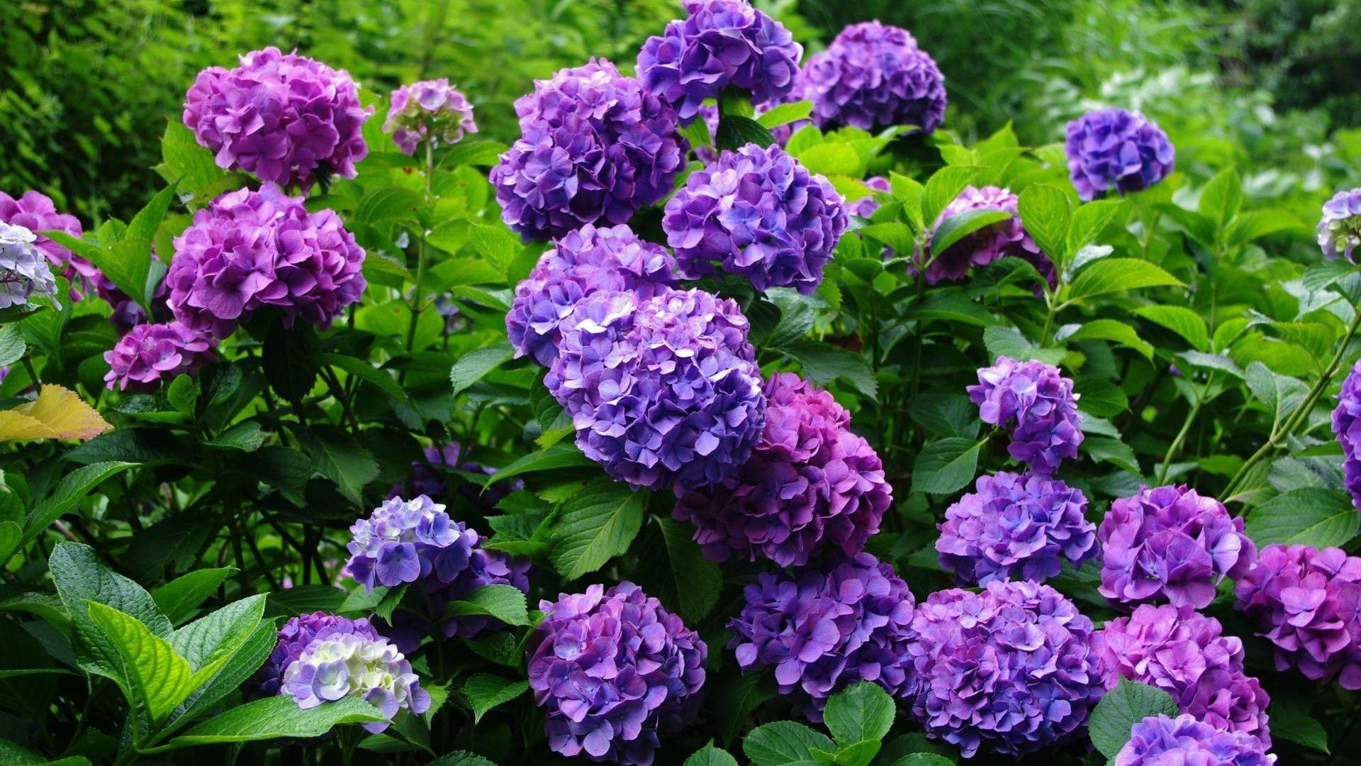 Hydrangea Wallpapers - Wallpaper Cave
