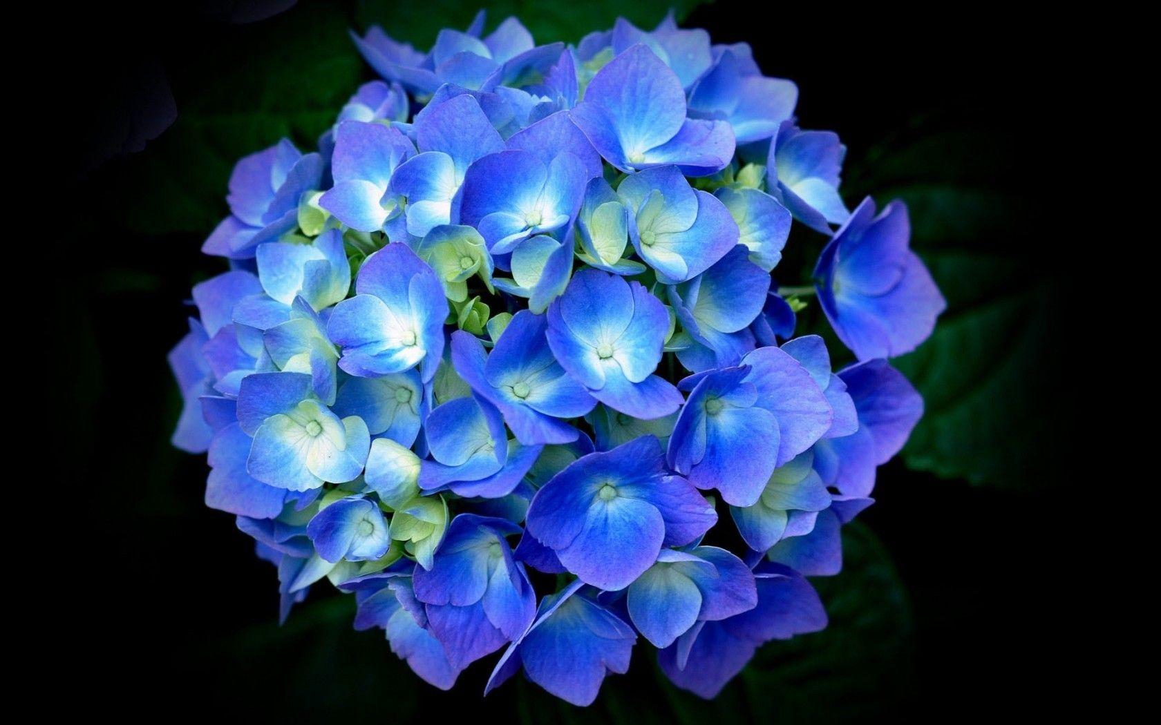 Hydrangea Wallpapers - Wallpaper Cave