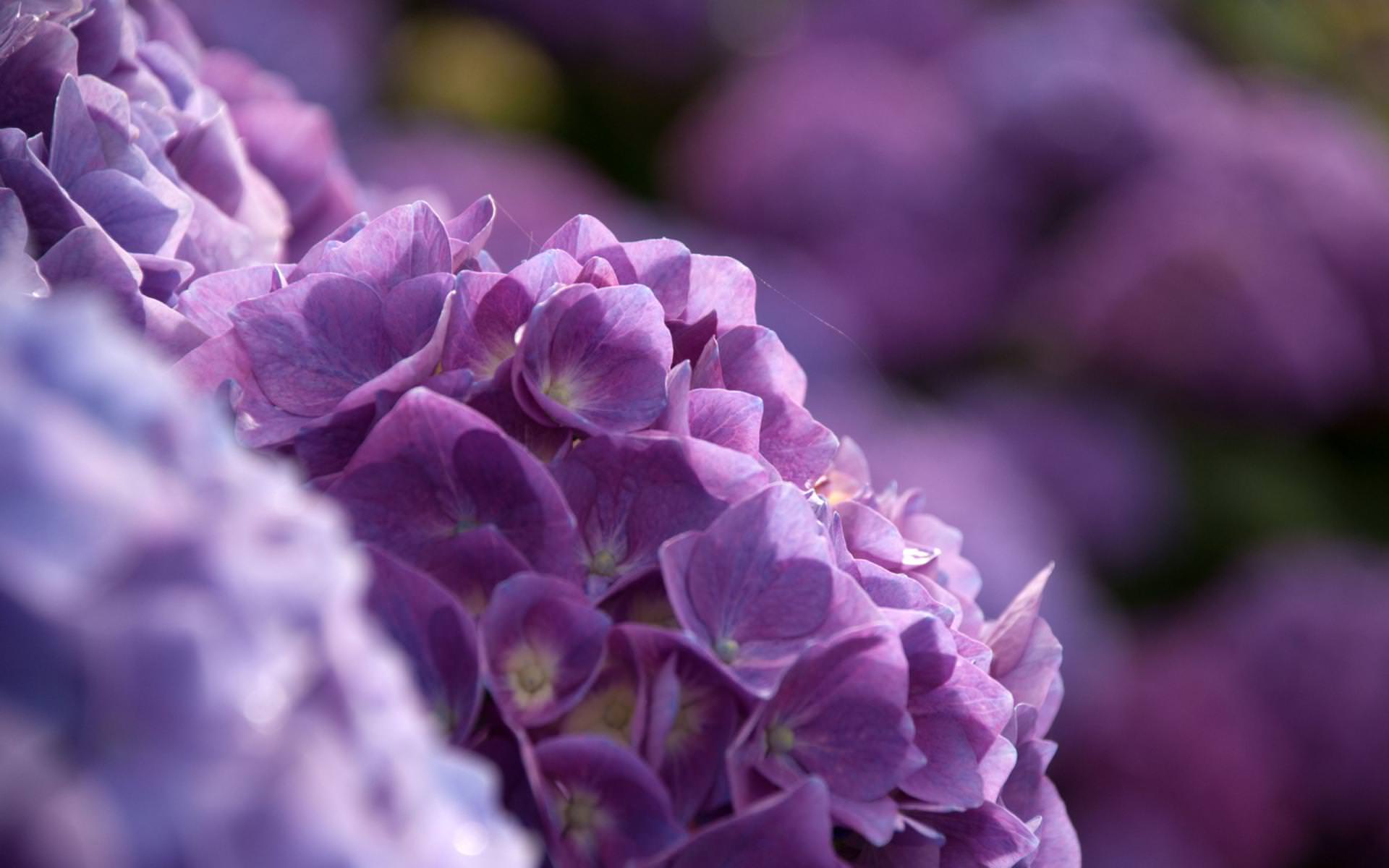 Hydrangea Wallpapers - Wallpaper Cave
