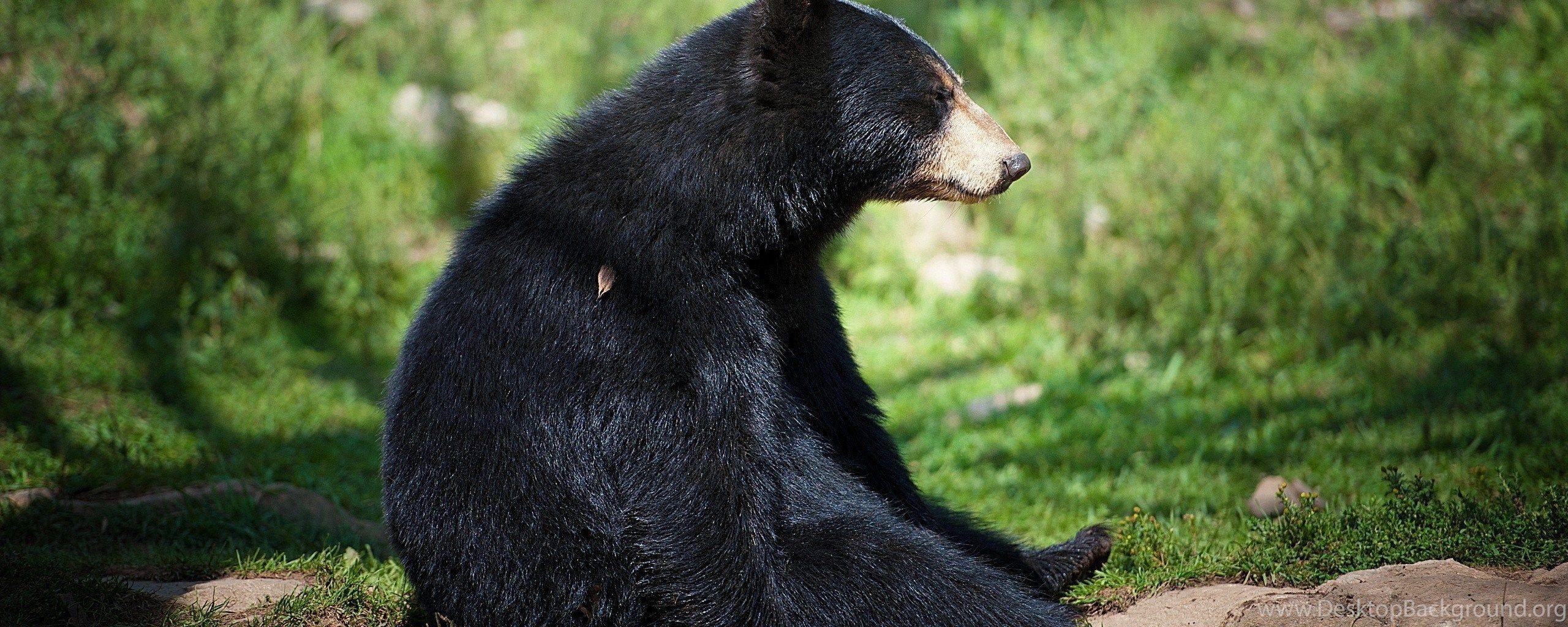 Bear Wide Wallpapers - Wallpaper Cave