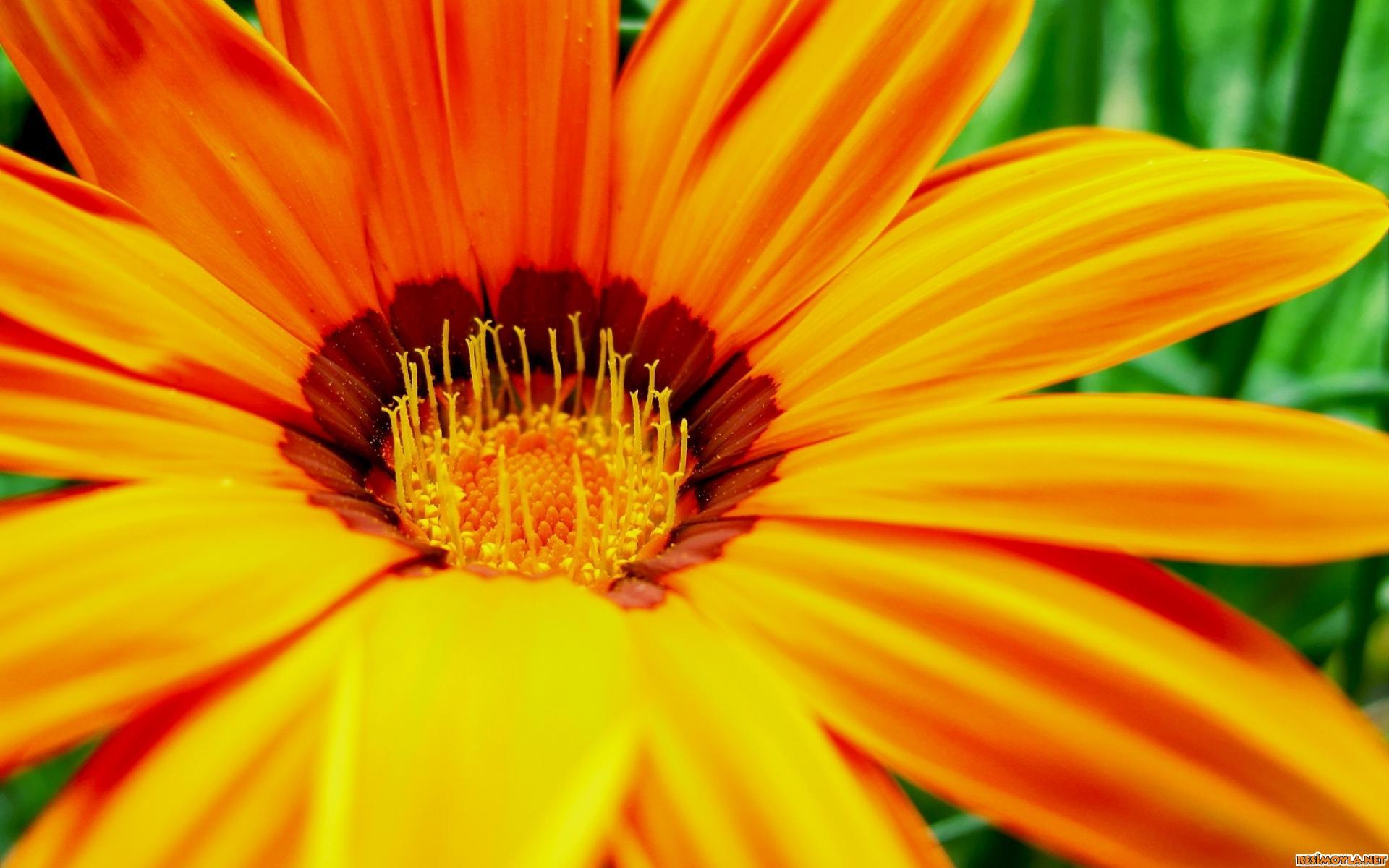 Cicek Wallpapers - Wallpaper Cave