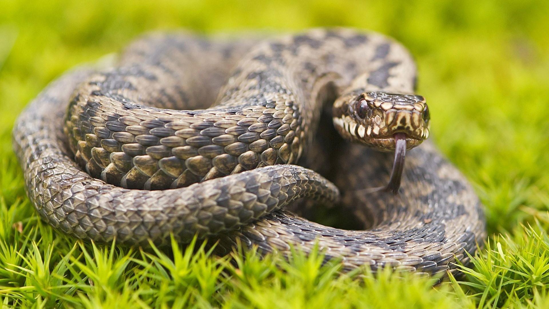 Snake Fight Wallpapers - Wallpaper Cave