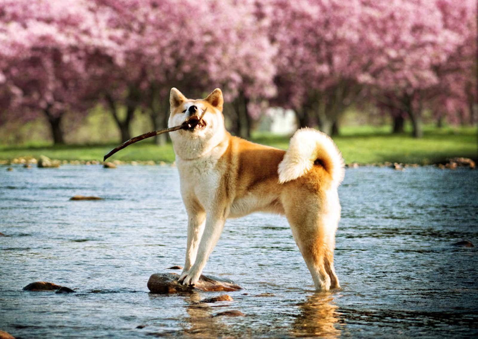 Akita Inu Wallpapers - Wallpaper Cave