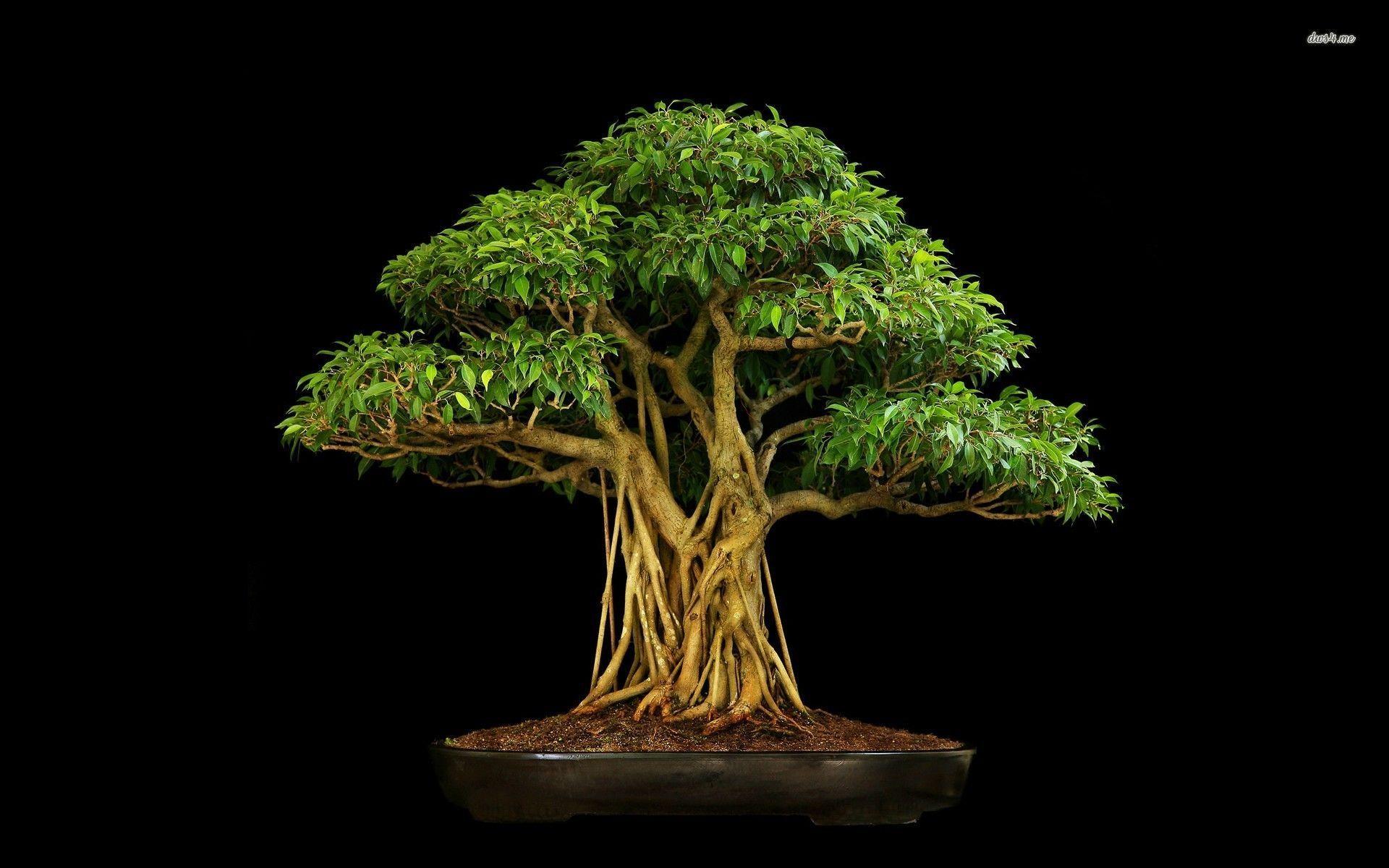 Wallpapers Bonsai - Wallpaper Cave
