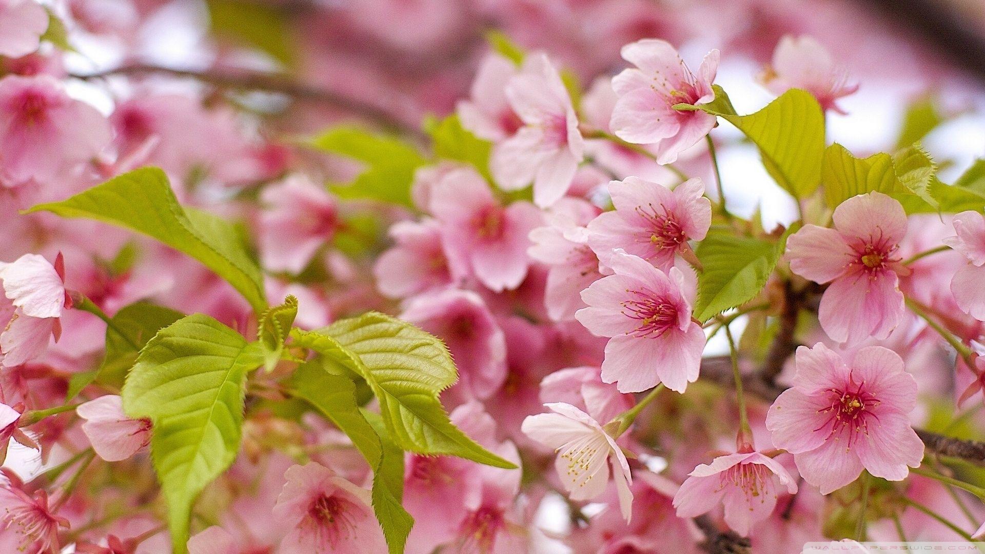 Bloom Wallpapers - Wallpaper Cave