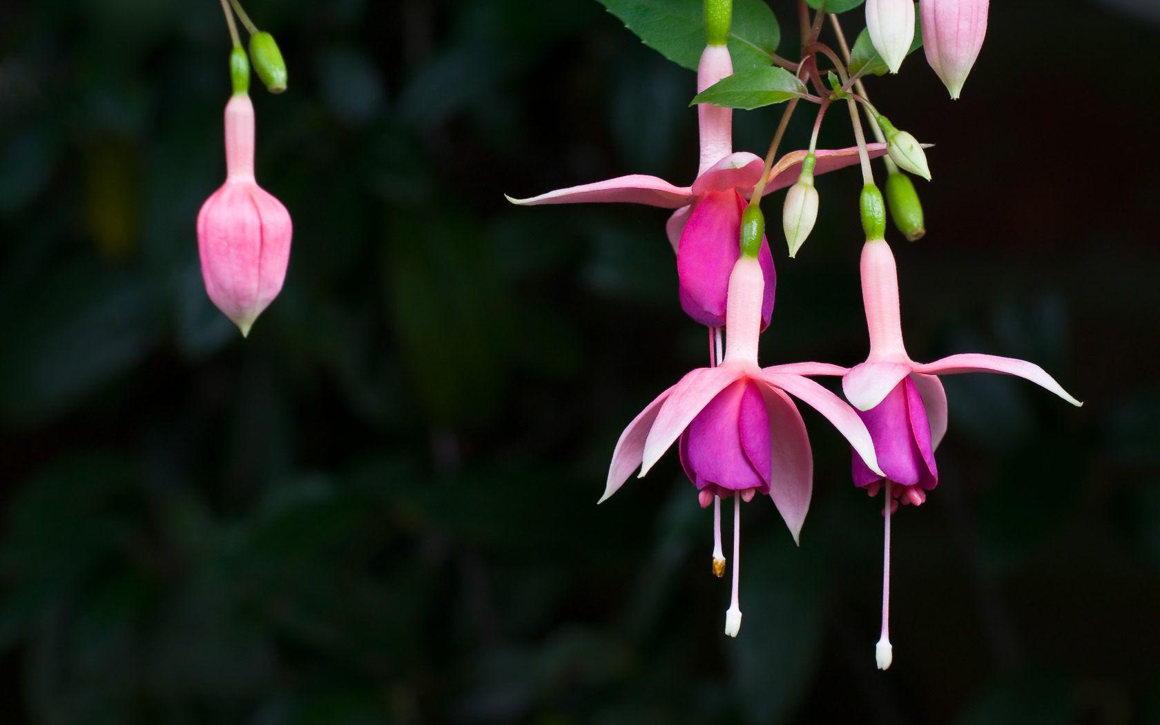 Fushia Wallpapers - Wallpaper Cave