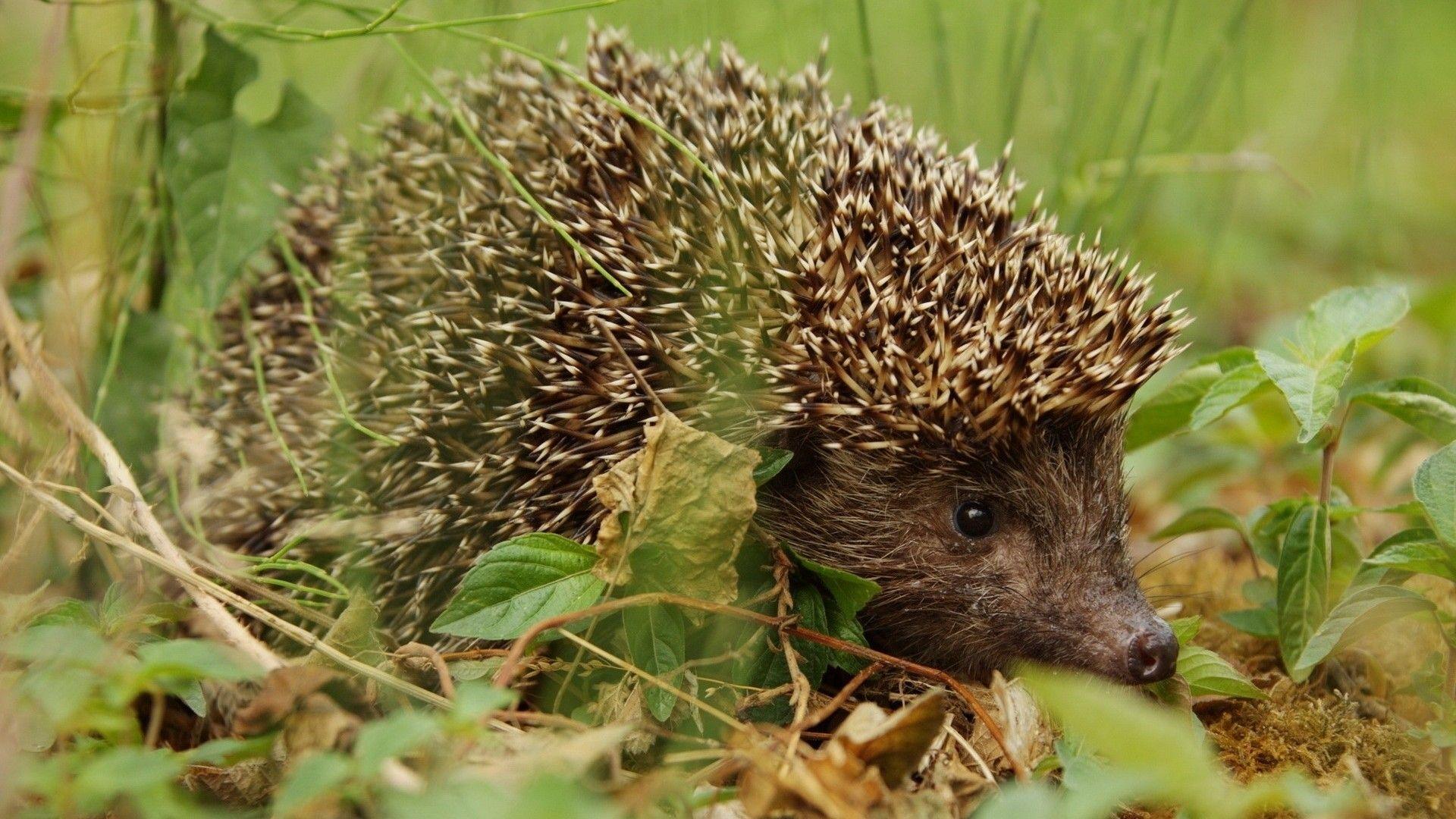 Wallpapers Nature Animals HD - Wallpaper Cave