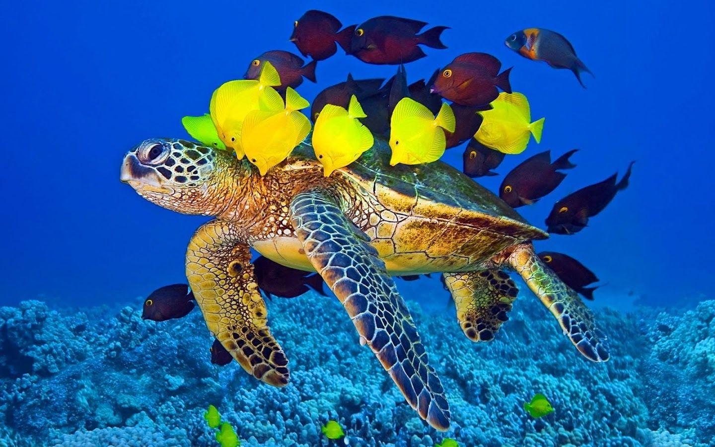 Wallpapers Ocean Life - Wallpaper Cave