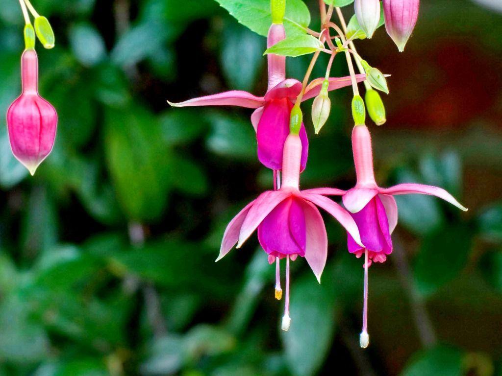 Fuschia Wallpapers HD - Wallpaper Cave