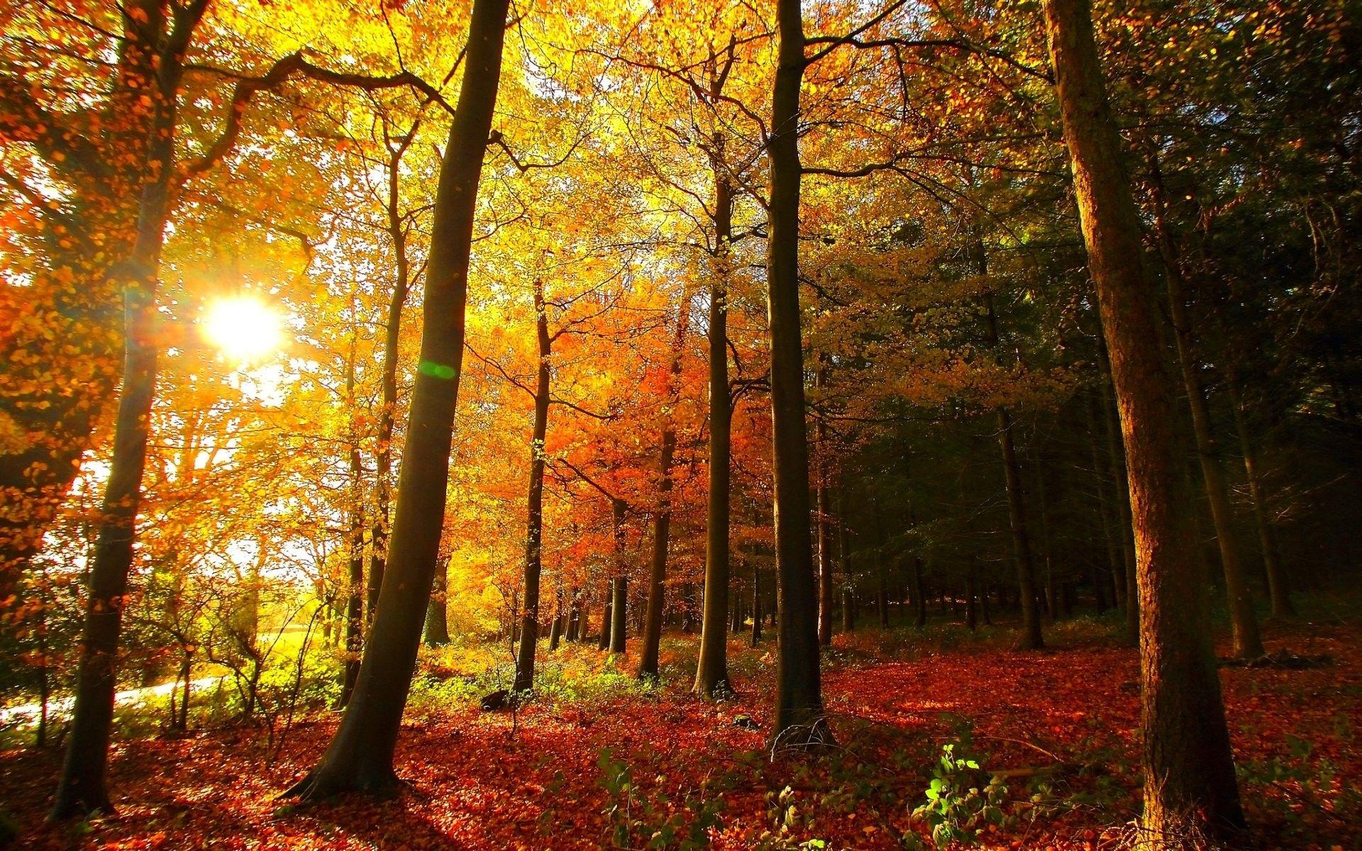 Tree Computer Wallpapers - Wallpaper Cave