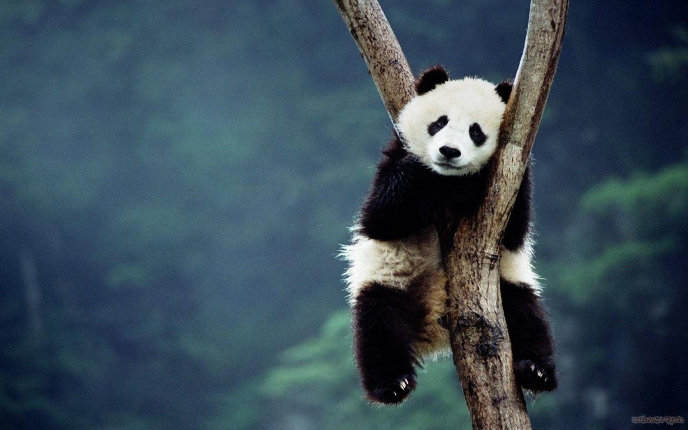 Wallpapers Baby Panda - Wallpaper Cave