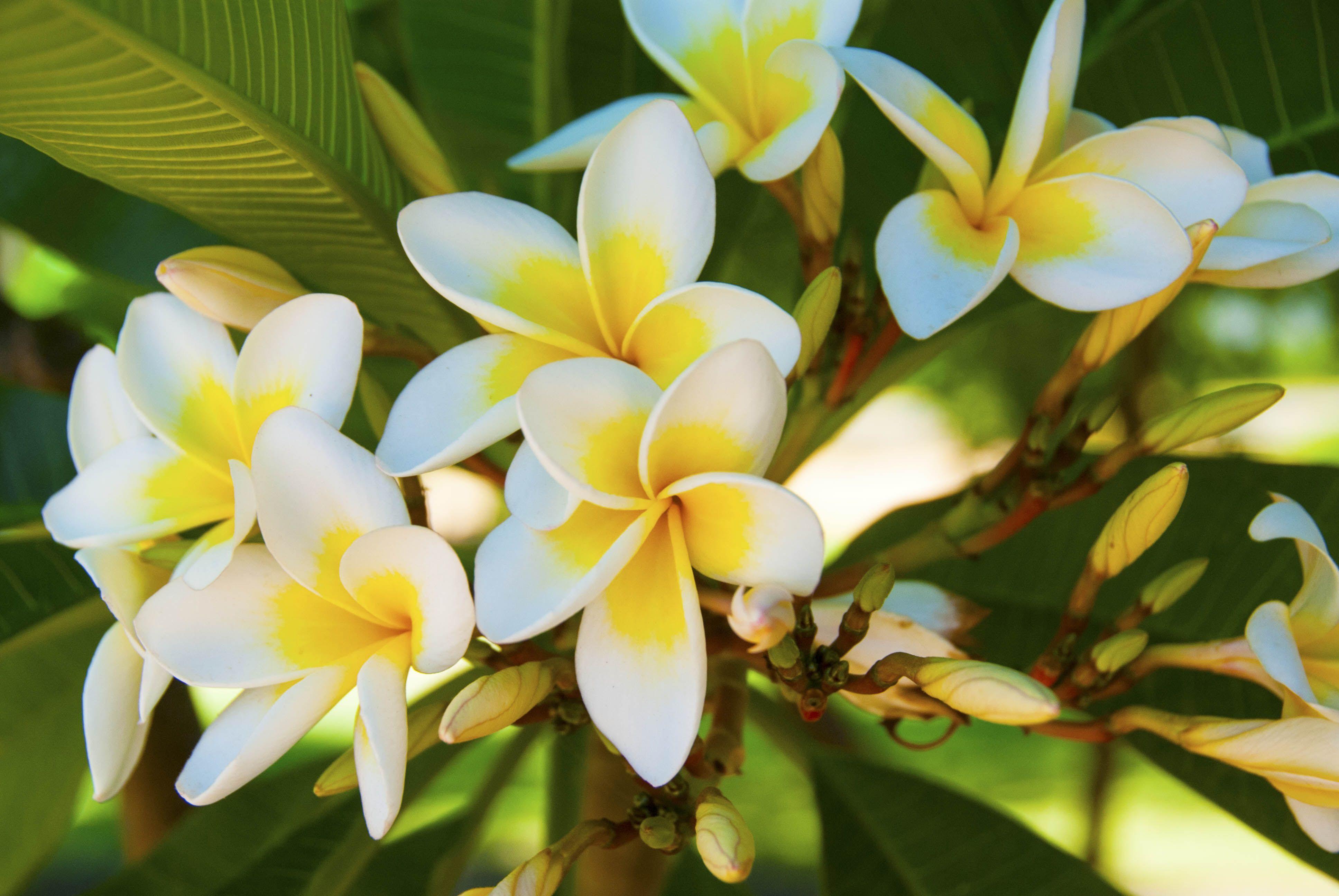 Wallpapers Frangipani - Wallpaper Cave